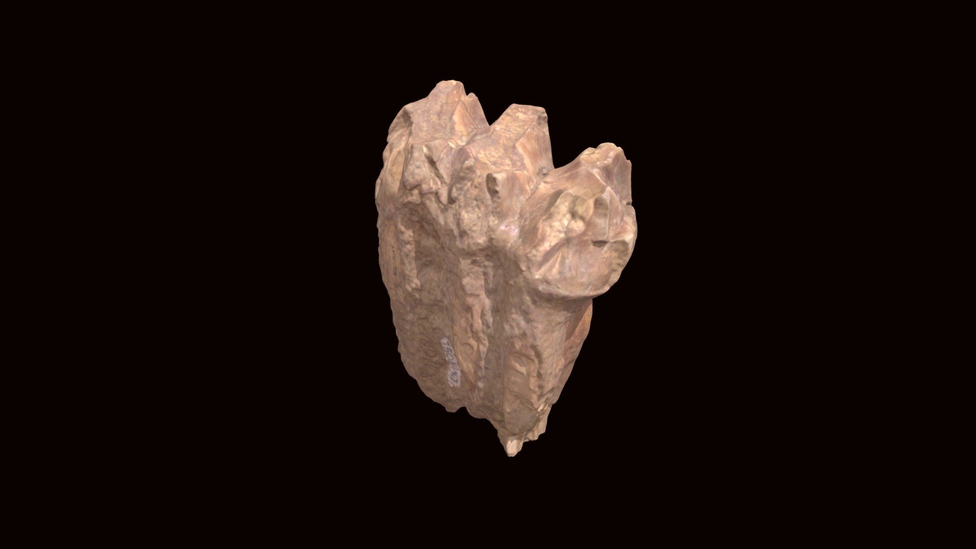 Mastodon molar (VCU_3D_7964) - Download Free 3D model by Virtual Curation Lab ...