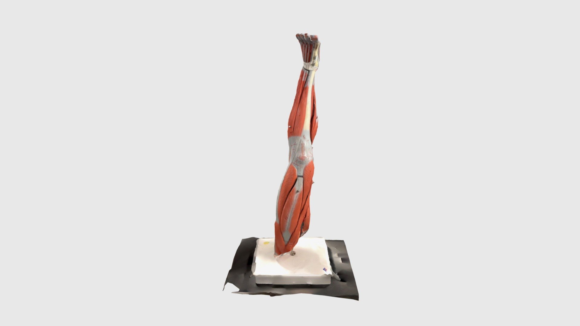 Leg - Download Free 3D model by Jcf2024 [82fc8c7] - Sketchfab