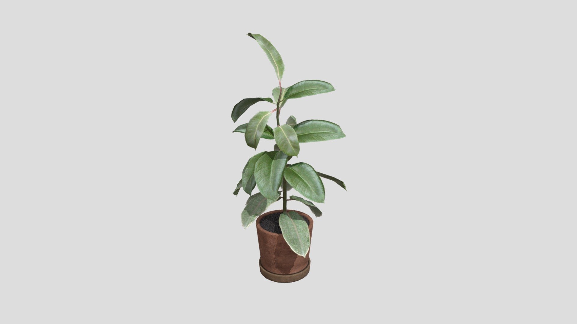 Plant - 3D model by ayushcodemate [82fdd43] - Sketchfab