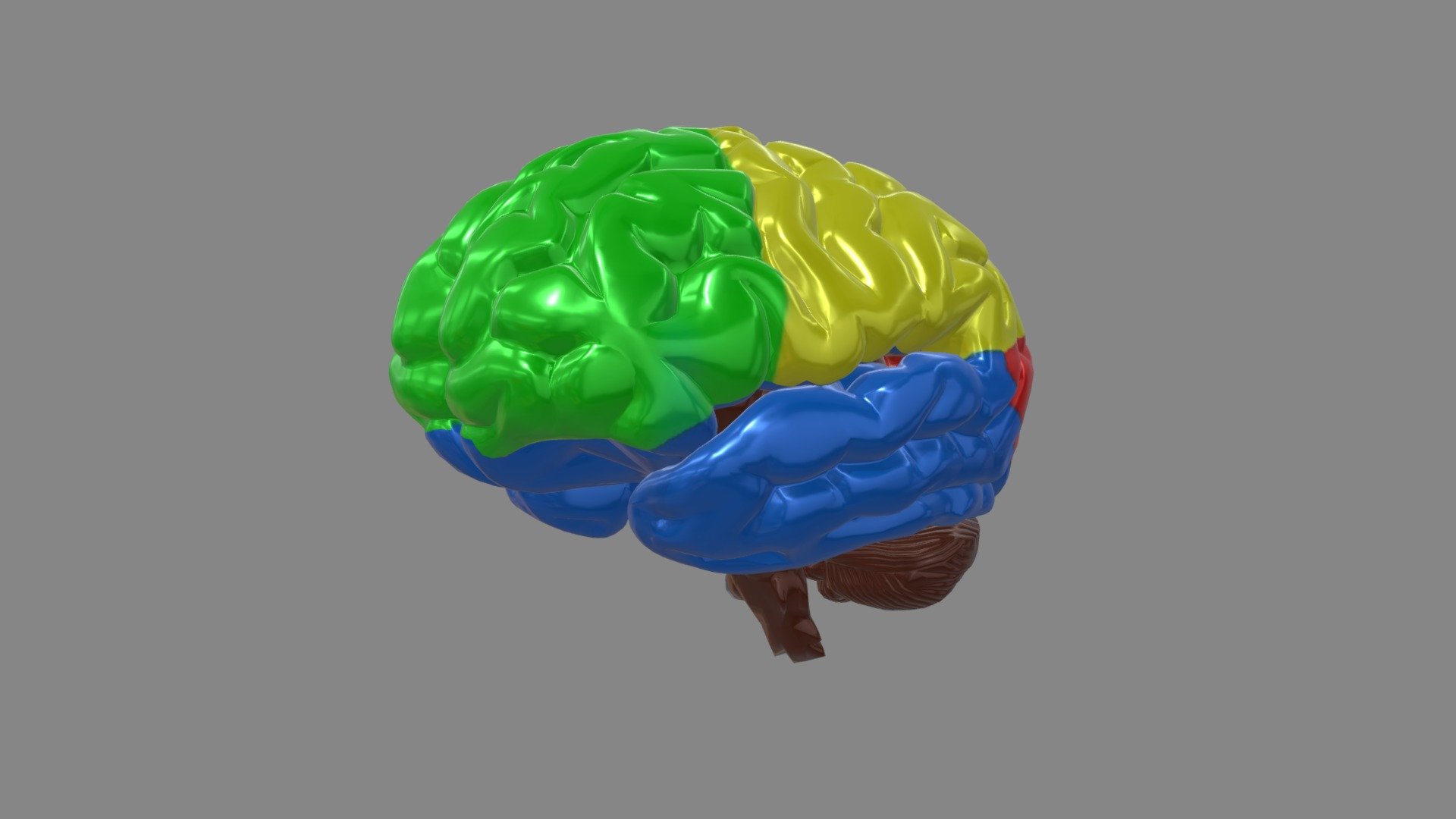 Human Brain Low Resolution - 3D model by Interactive 3D Data ...