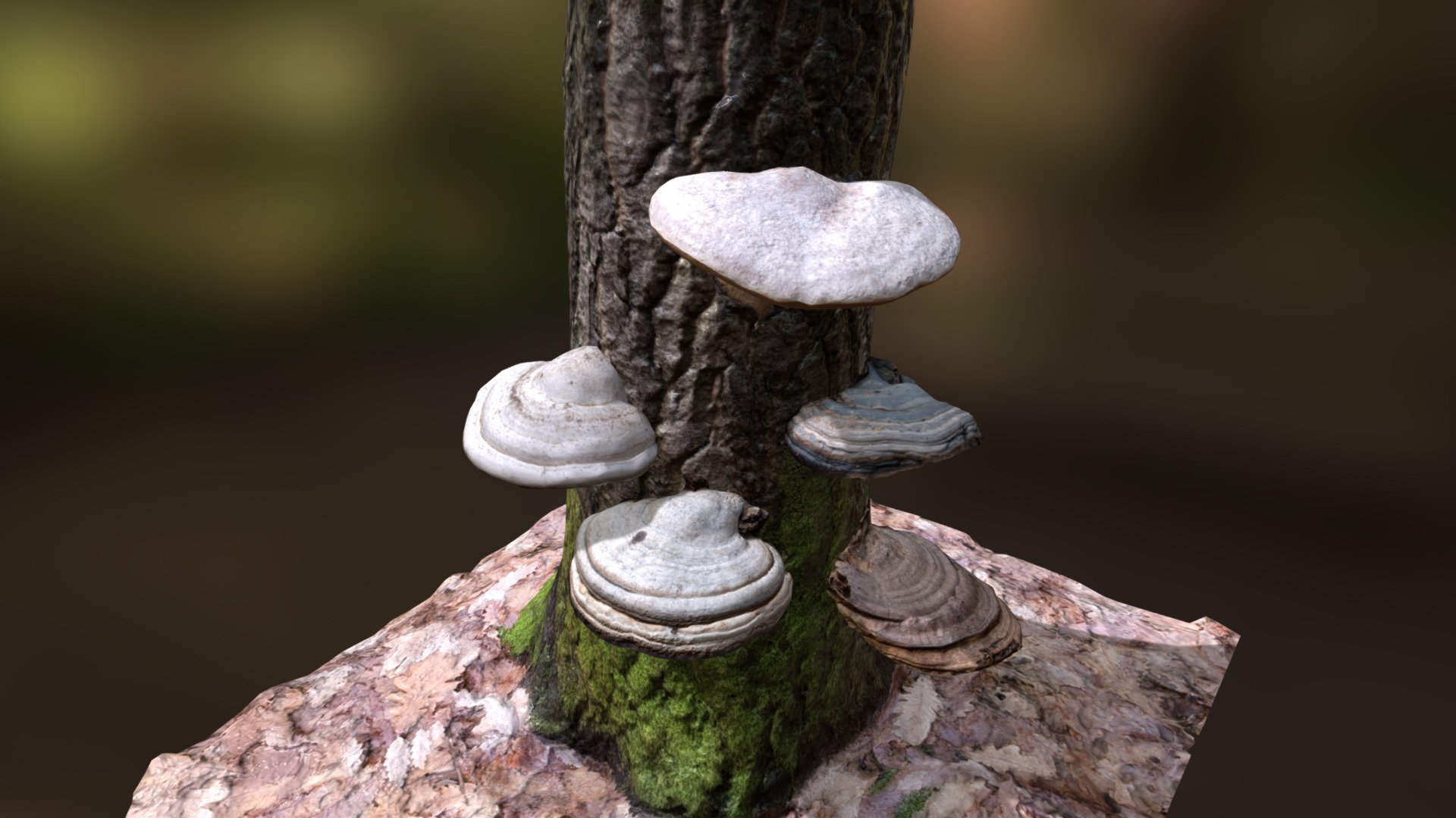 Horshoe fungus (Fomes fomentarius) - 3D model by Paleobiome [830cf30 ...