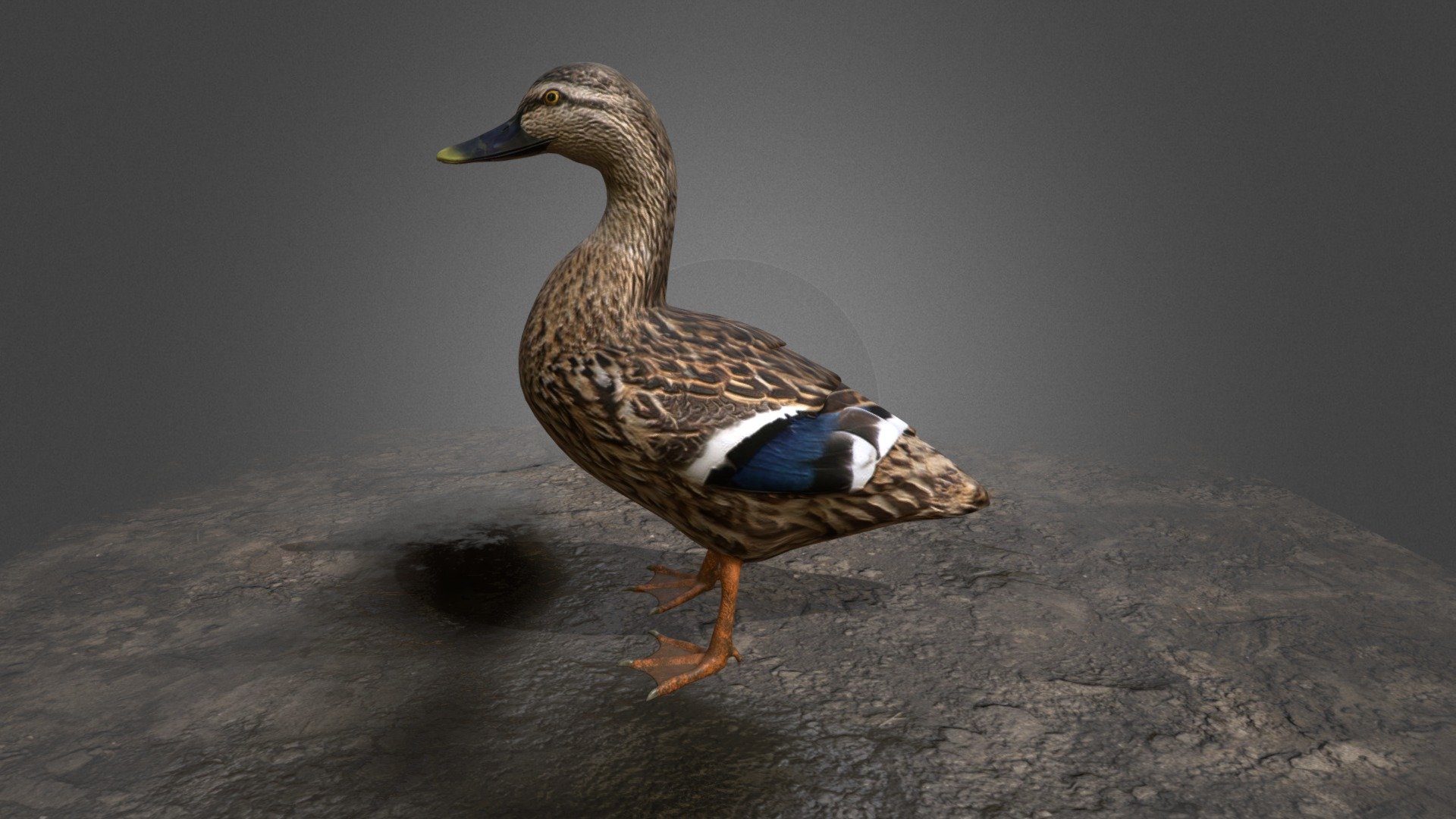 Duck - 3D model by pezo (@pelyvus9) [830e453] - Sketchfab