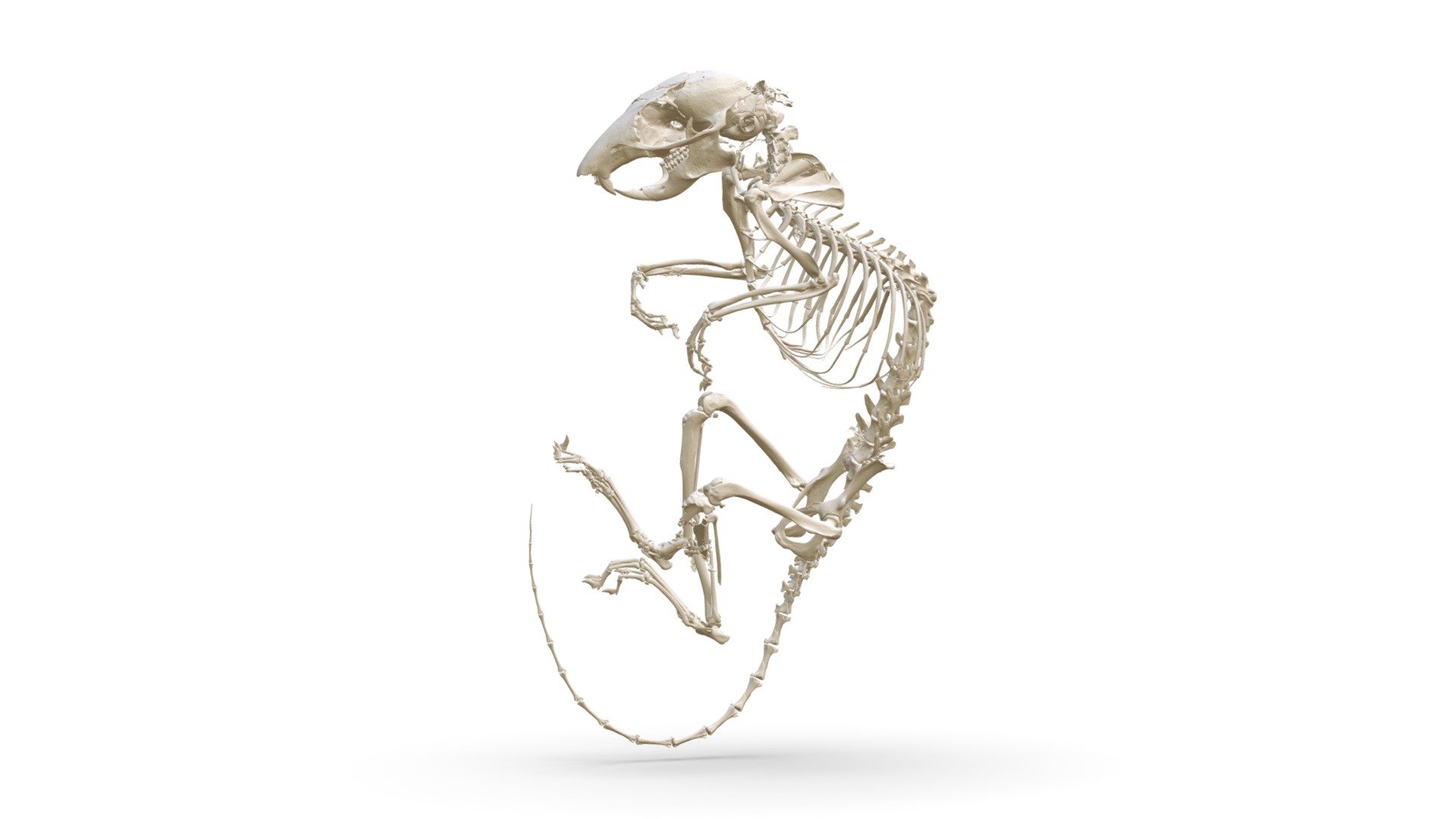 Tamias sibiricus (MSB:Mamm:268491) - 3D model by Biodiversity [8311aca ...