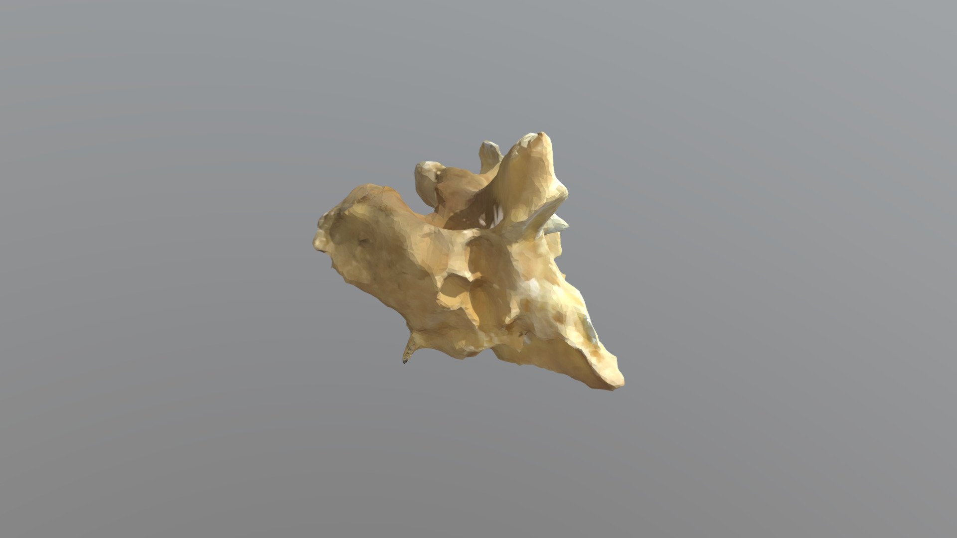 Os éthmoïde humain - Download Free 3D model by Tavernier Amaury ...