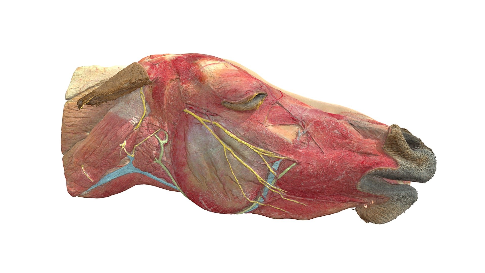 Horse, Head, Topography (2) (superficial layers) - 3D model by Vetanat ...
