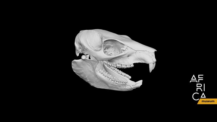 Hyrax 3D models - Sketchfab