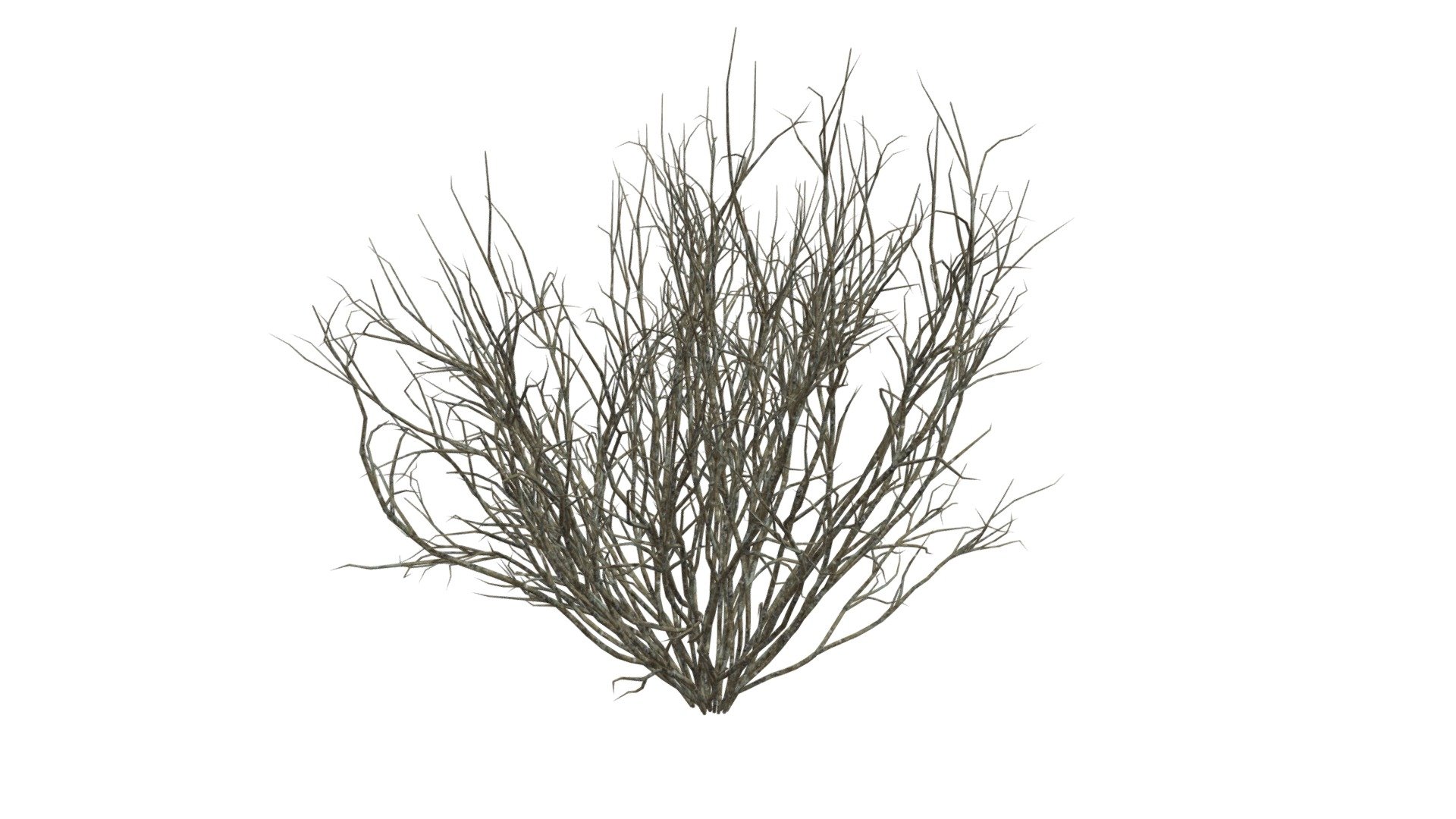 Broom Snakeweed #05 - Buy Royalty Free 3D model by meshshape [83288f8 ...