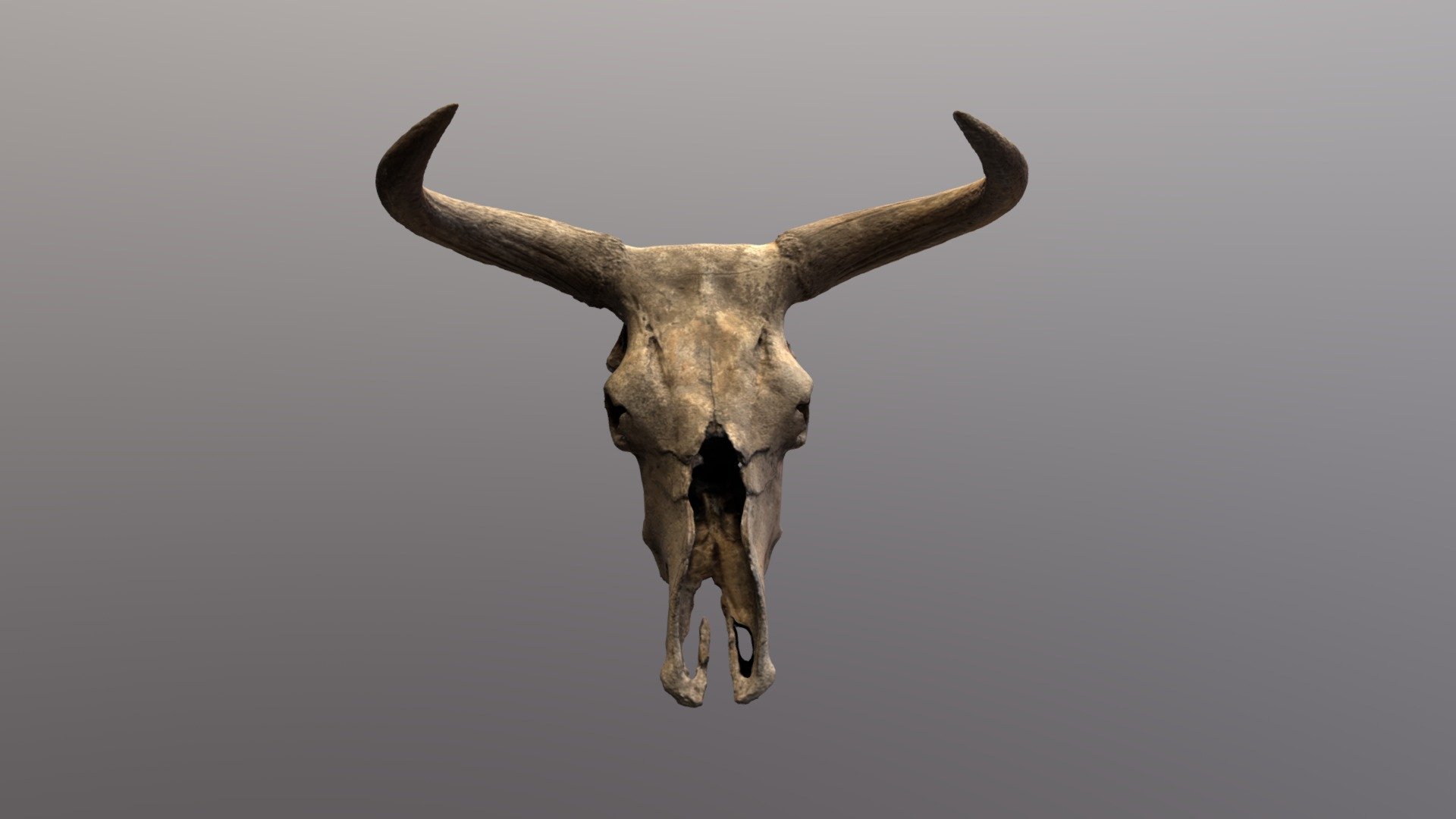 Bos primigenius - Download Free 3D model by joanna.kobierska [832913e ...
