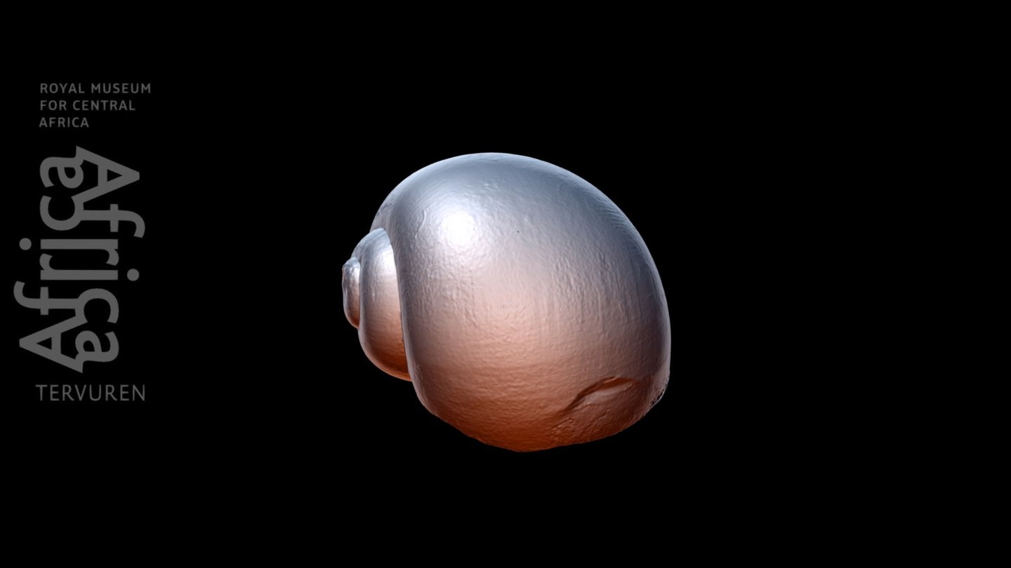 Pila ovata dartevellei - 3D model by Royal Museum for Central Africa (@africamuseum) [8330e02 ...