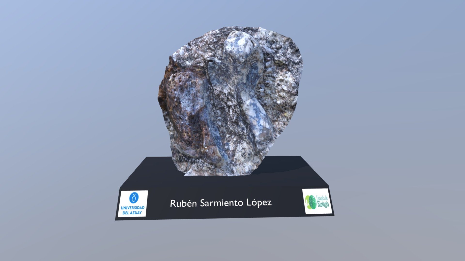 Falange de Gliptodonte - 3D model by PaleoPlateadoec (@paleoec ...