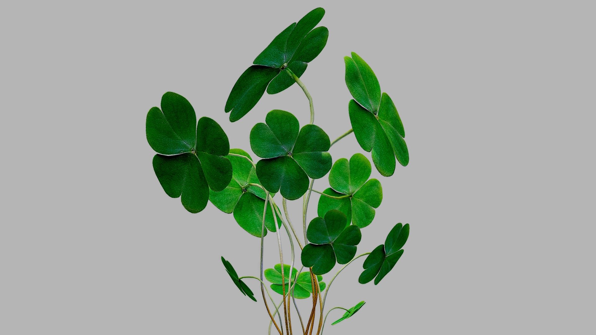 Clovers - Buy Royalty Free 3D model by 3Dee (@mellydeeis) [833ca44 ...