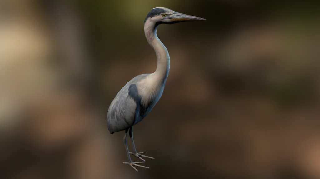 Heron - 3D model by Gaia Tech (@gaiatech) [8342a85] - Sketchfab