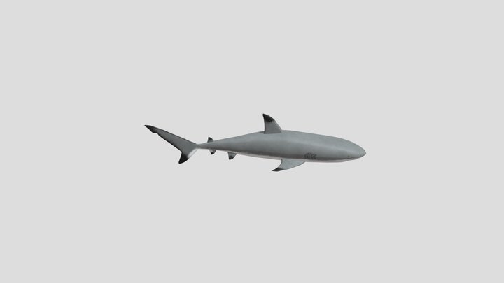Reefshark 3D models - Sketchfab