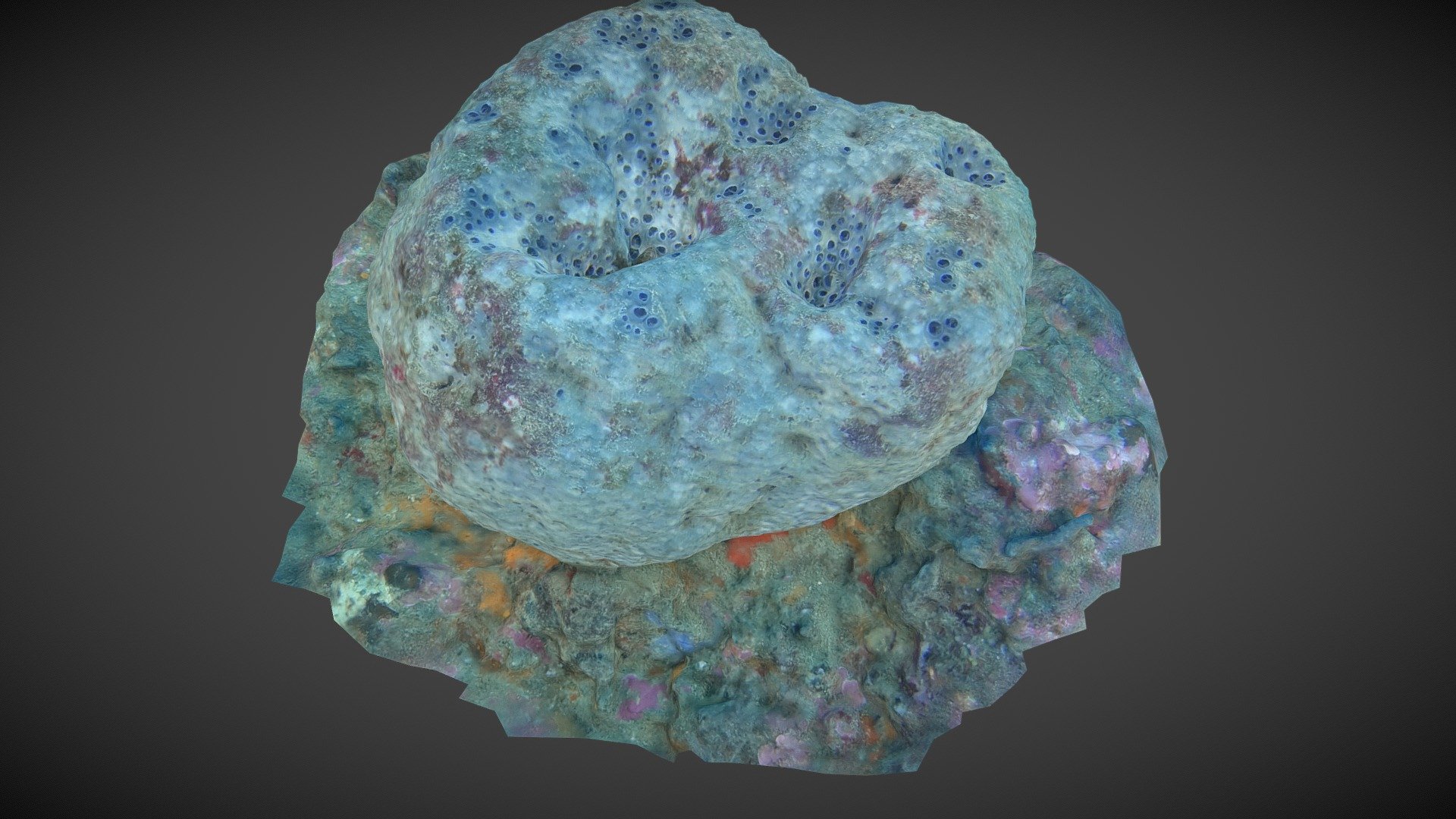 Sarcotragus foetidus, from pictures to biomass - 3D model by Tato.PM ...