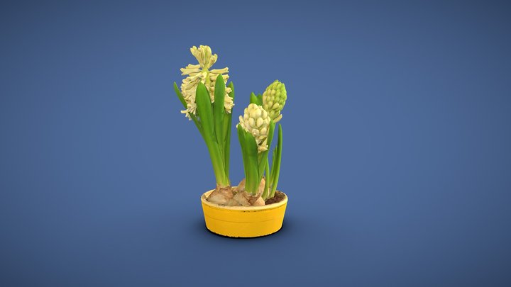 Hyacinth 3D models - Sketchfab