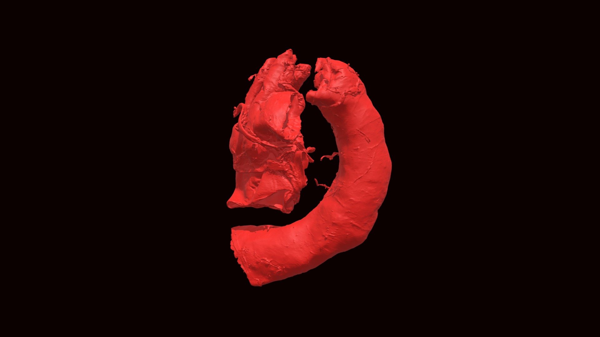 CC36973 Aorta Only - Download Free 3D model by VisibleHeartLabs ...