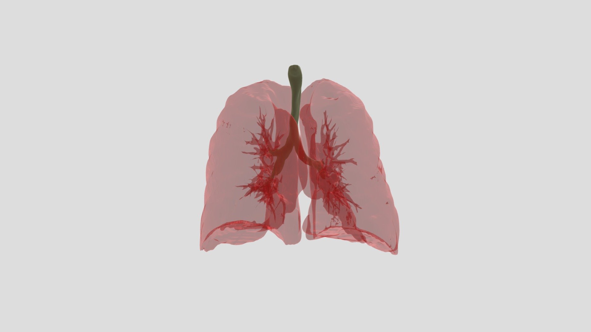 Airway segmentations - 3D model by msdlt [8361523] - Sketchfab