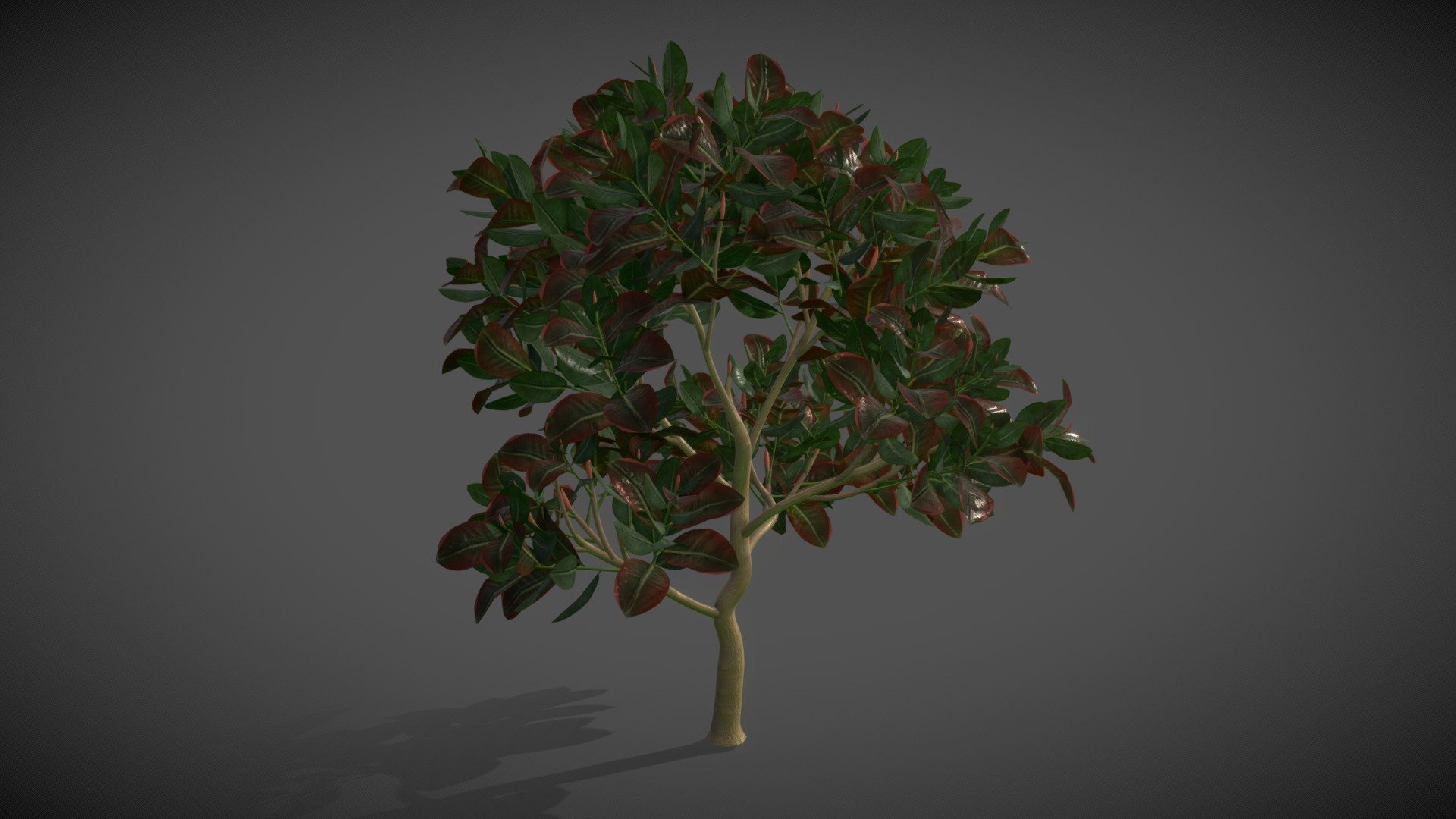 AS08 Ficus Elastica (Rubber Fig) - Download Free 3D model by xfrog ...