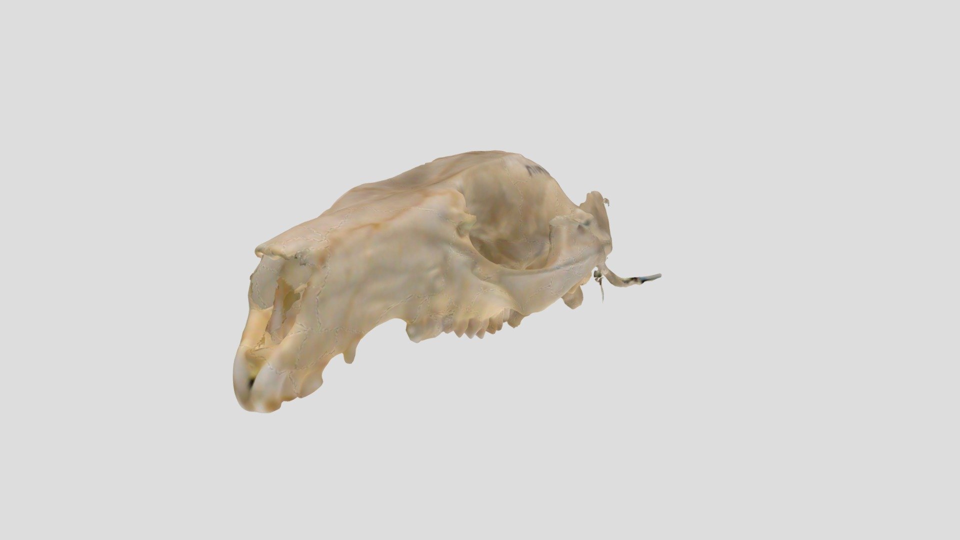 WAM M10904 - Spectacled Hare-Wallaby (Skull) - 3D model by Western ...