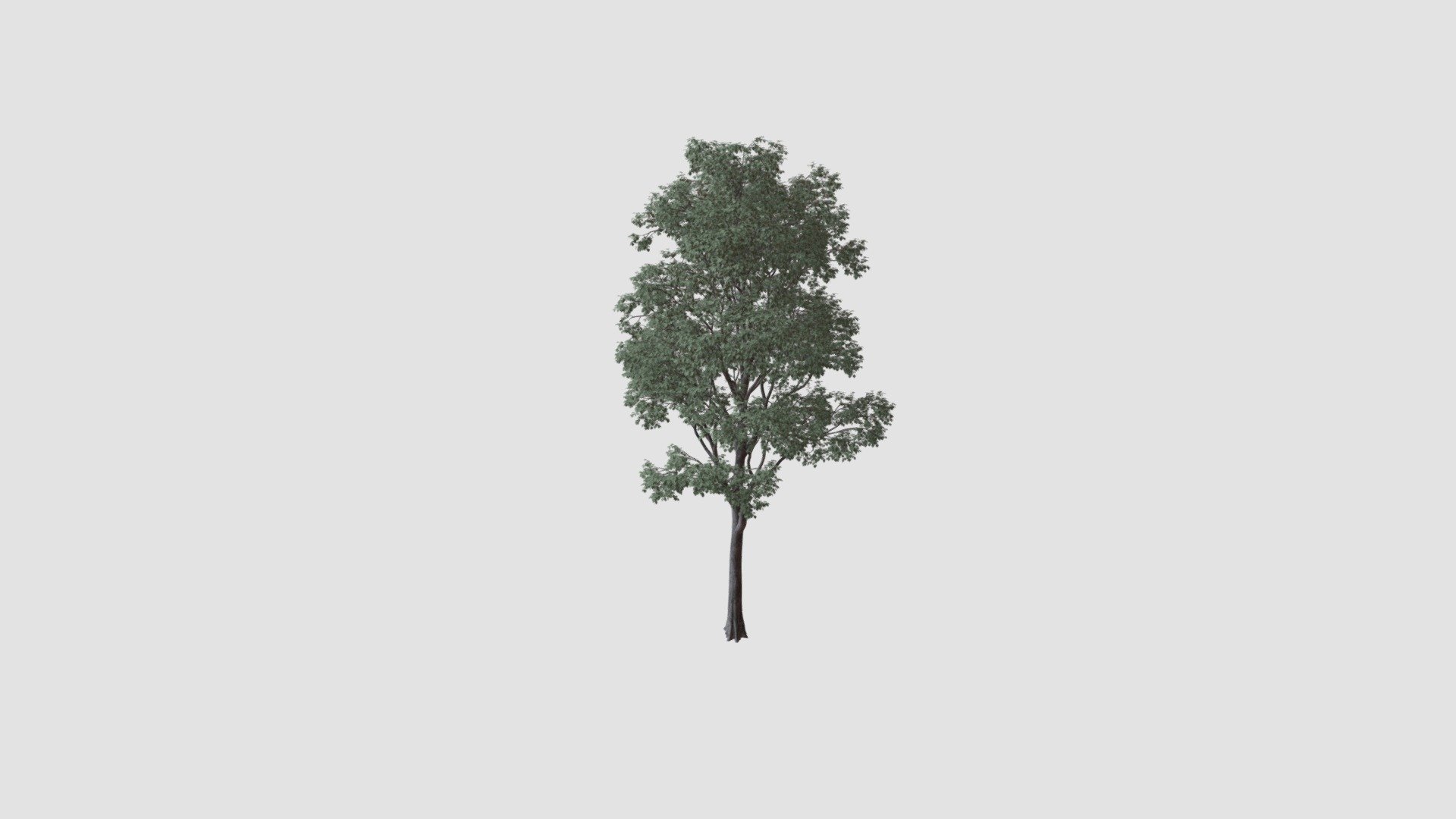 Tree - Buy Royalty Free 3D model by Evermotion [8371dfa] - Sketchfab Store