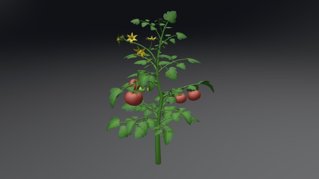 Tomato plant - 3D model by Cengkerik (@backbone) [83742ea] - Sketchfab