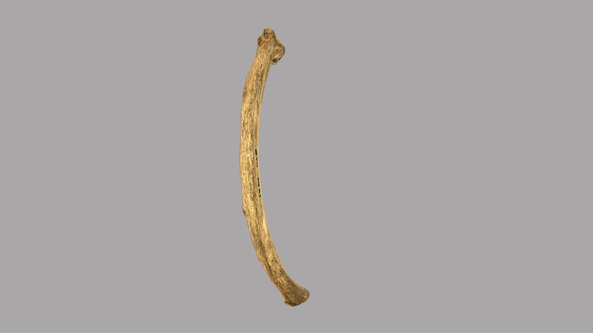 Walrus rib - 3D model by 4-OCEANS Virtual Reference Collection (@4 ...