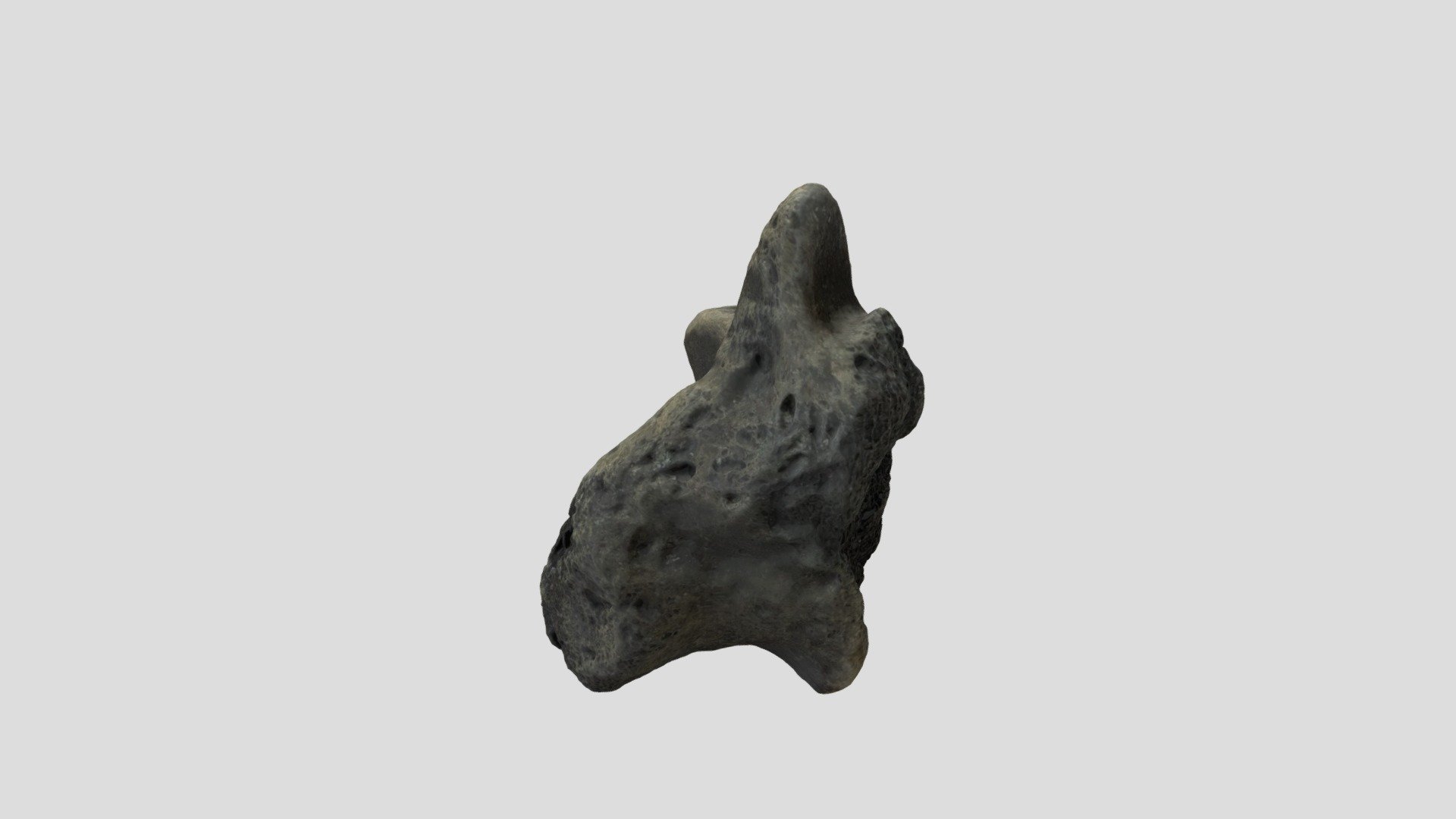 vertebra - 3D model by axishypermedia [8378854] - Sketchfab