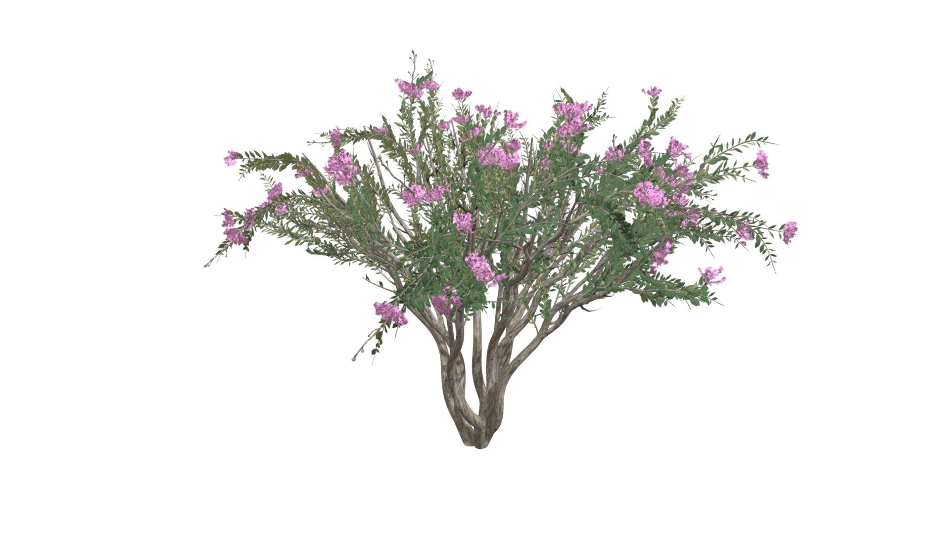 Crape Myrtle Tree #08 - Buy Royalty Free 3D model by meshshape [837b251 ...
