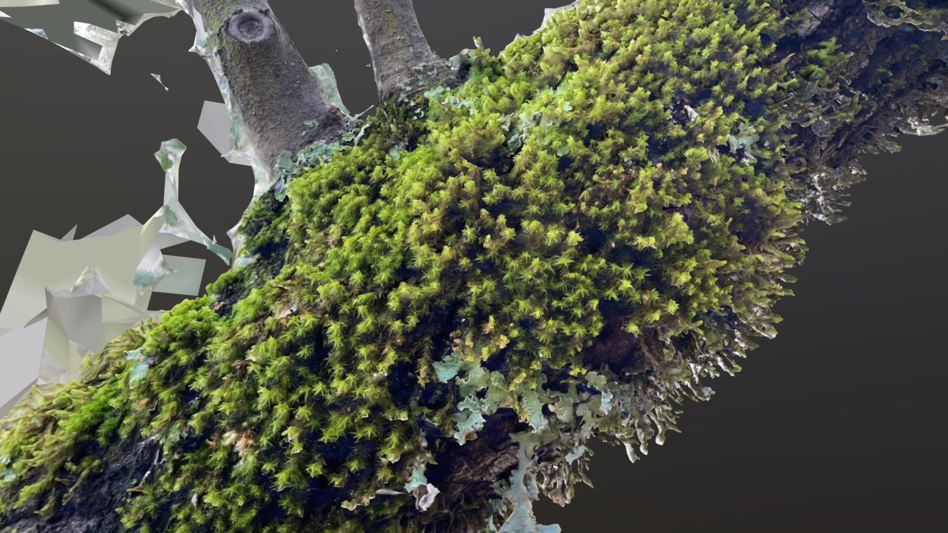 Log Mossy A - Download Free 3D model by kristifir [837b6d5] - Sketchfab