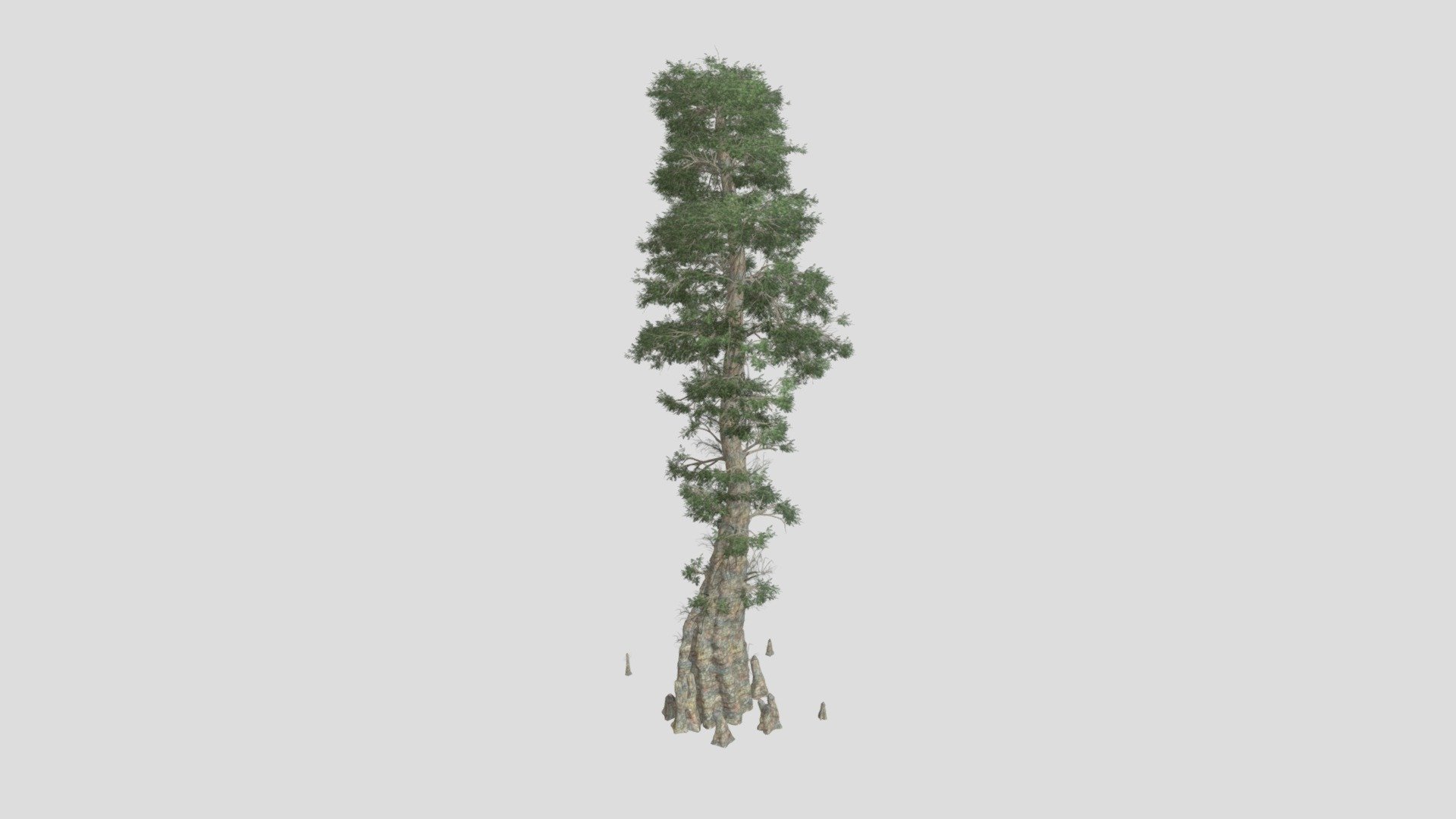 Bald Cypress Tree - Buy Royalty Free 3D model by DATEC_Studio [837bec2 ...
