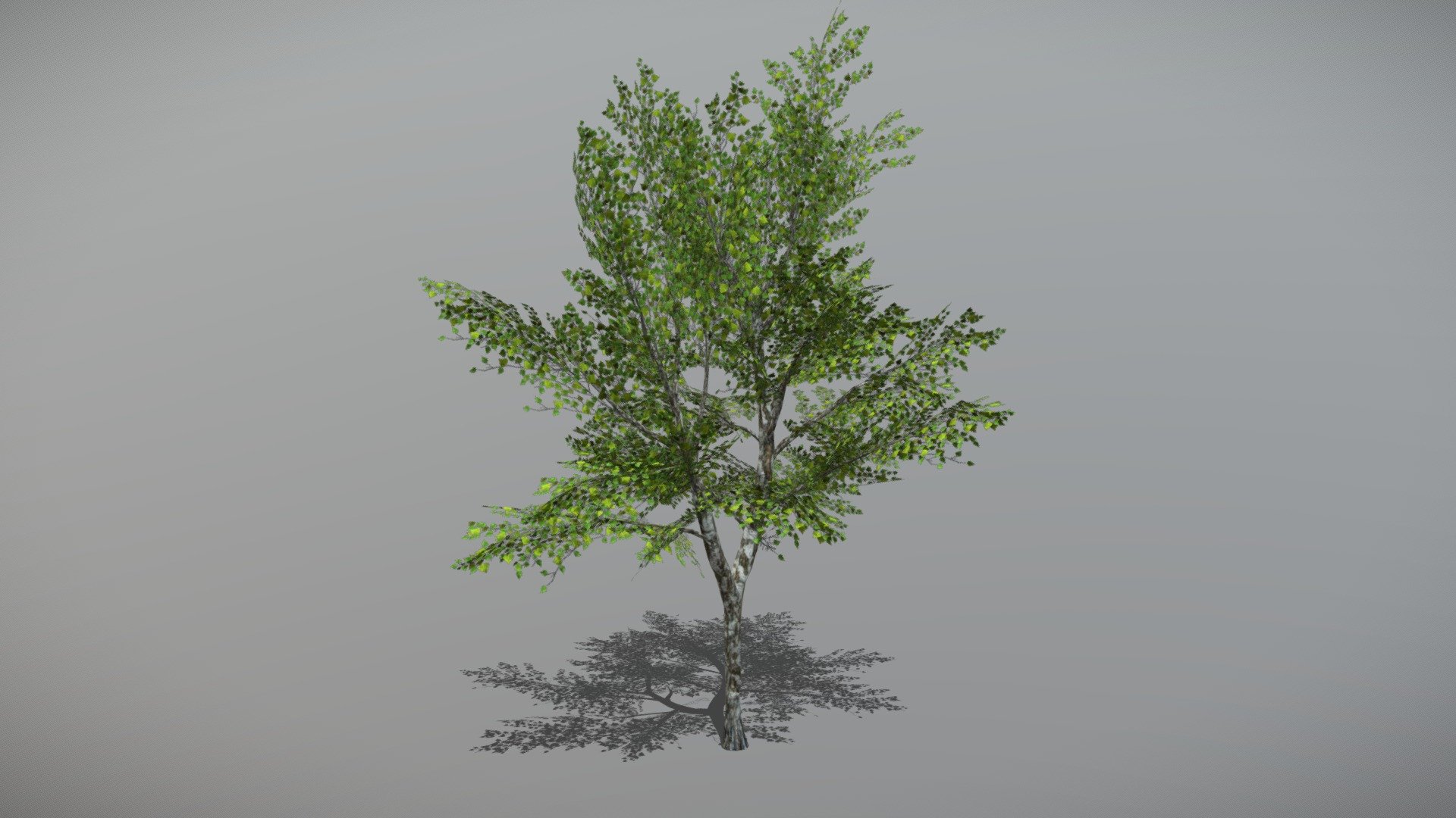 Birch 2 (Animated Tree) - Buy Royalty Free 3D model by bsp [837c6e4 ...