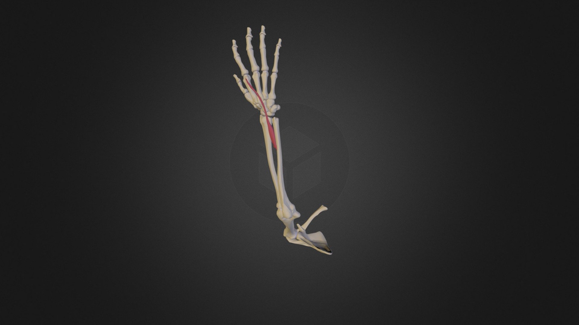 Extensor Indicis Human Anatomy - 3D model by Medical University of ...