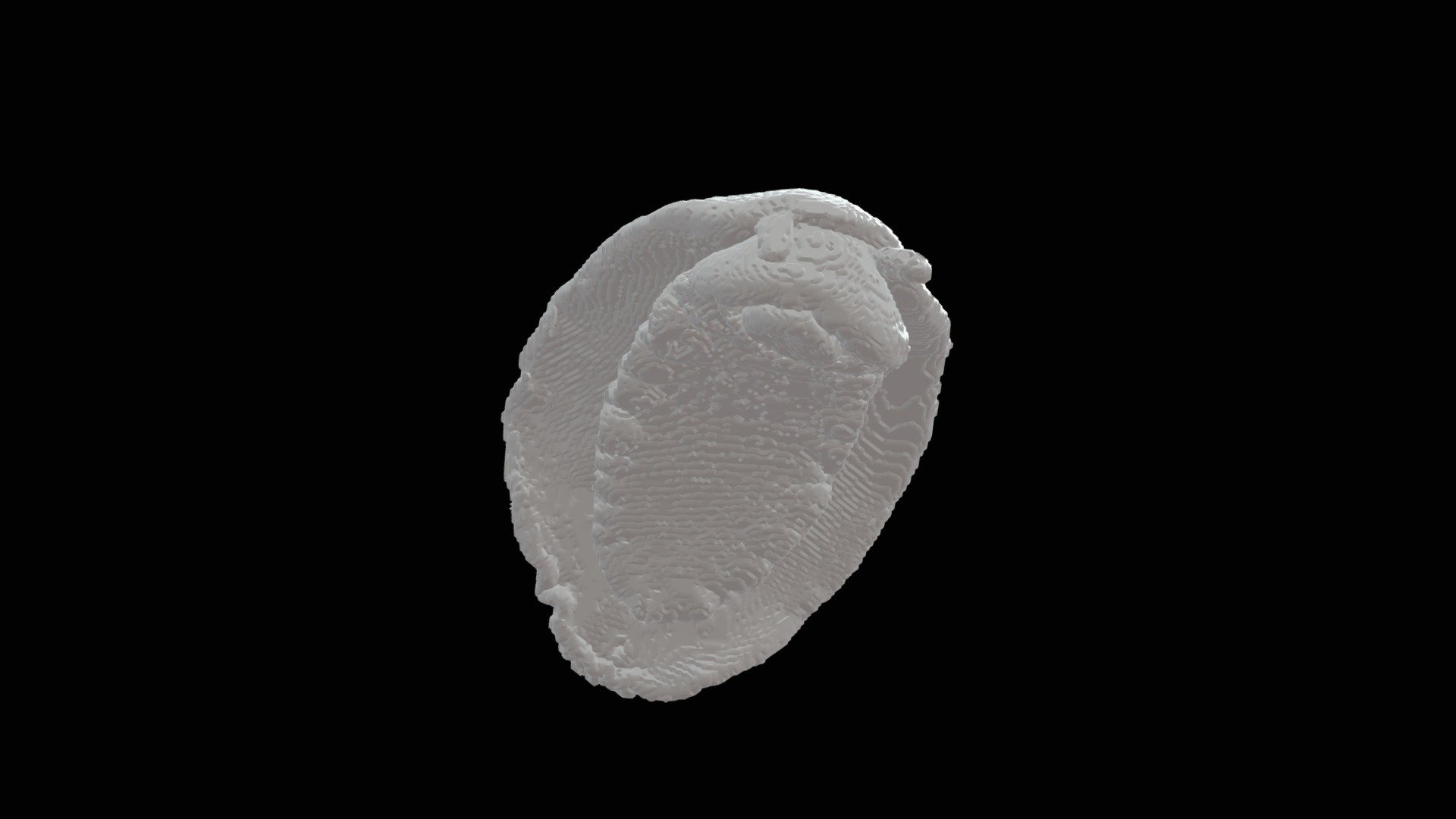 Onchidium sp. - µCT scan - 3D model by SOSA - Senckenberg Ocean Species ...