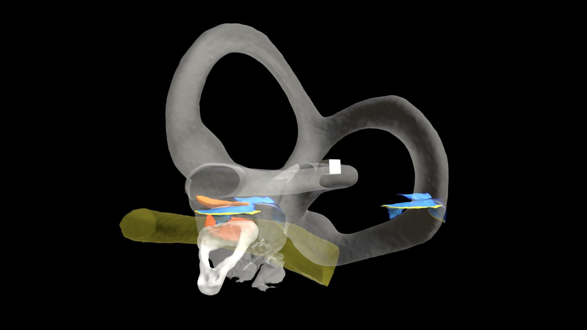Vestibular labyrinth - 3D model by Christopher M. Smith, PhD, CMI ...