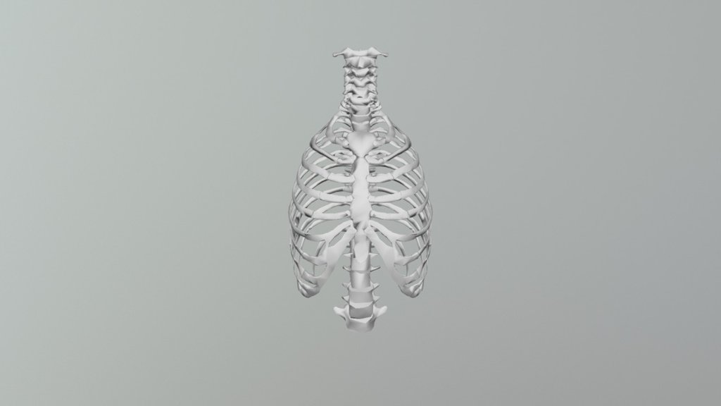 Anatomy - A 3D model collection by ziadkirito - Sketchfab