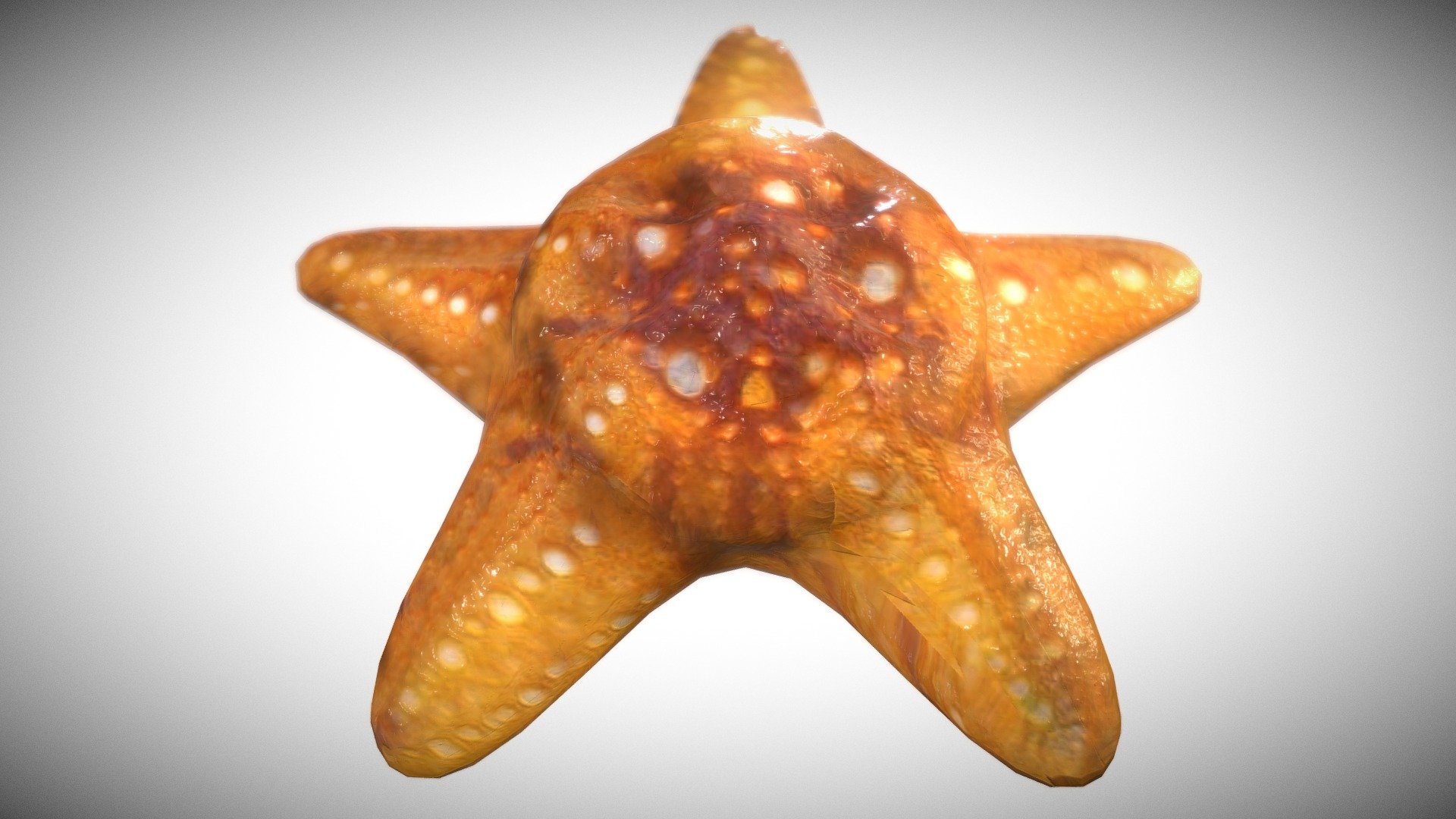 Low Poly Starfish - Download Free 3D model by Gaming Assets ...
