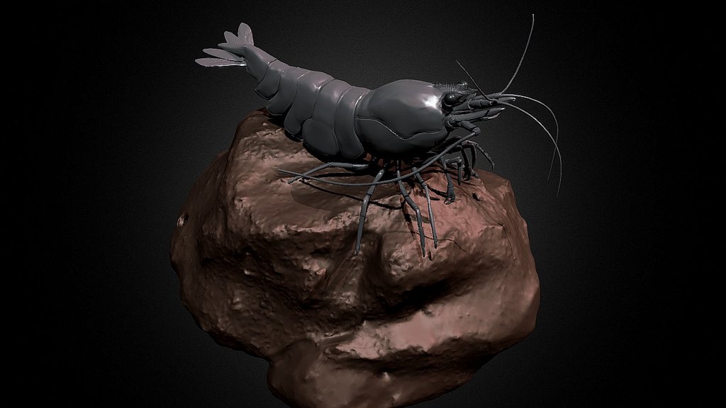 Shrimp - 3D model by Jevgeny Seiler (@ndrakey) [83922df] - Sketchfab