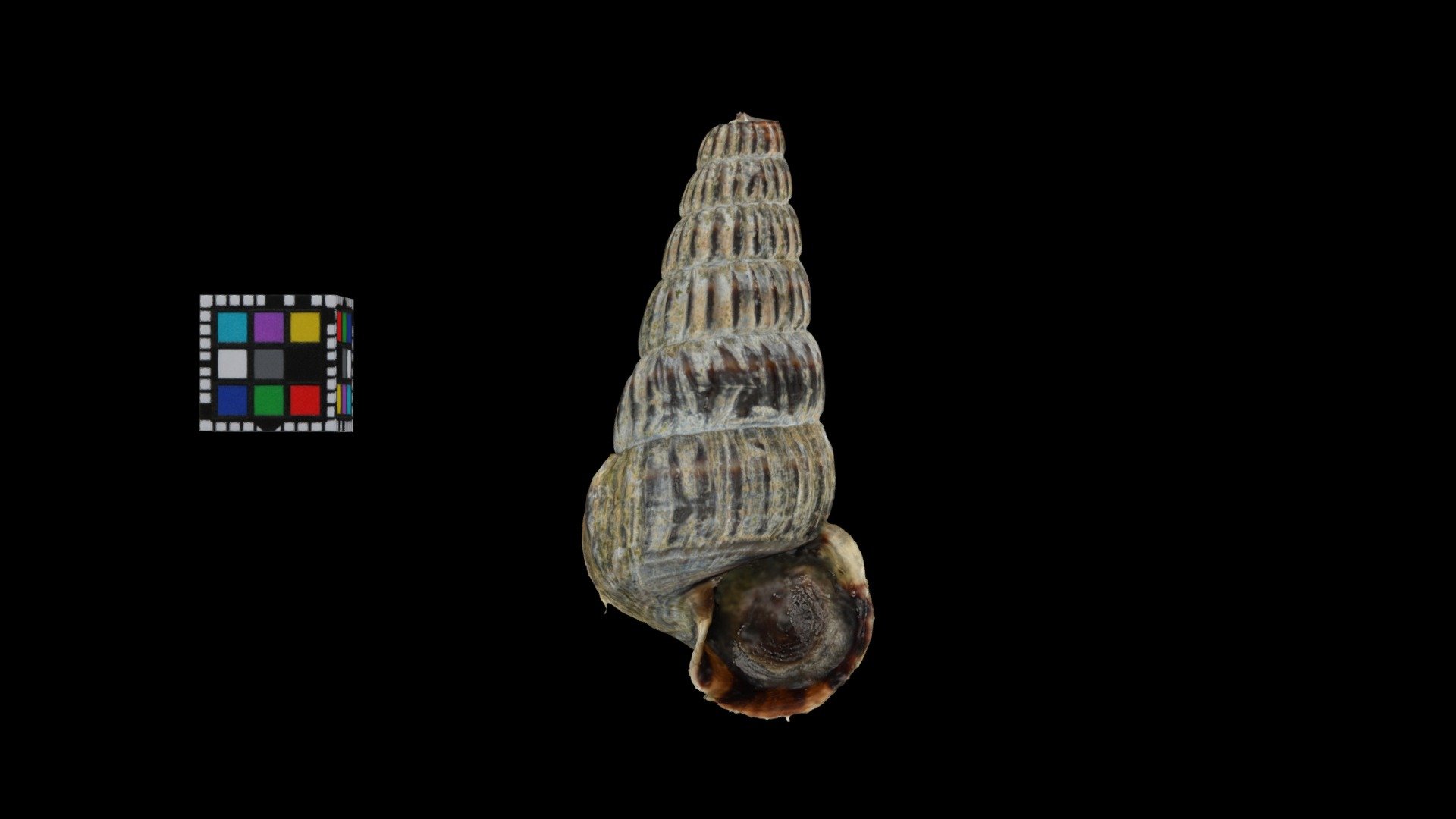 CC0 シマヘナタリ 🐚, Cerithidea ornata - Download Free 3D model by ffish.asia / floraZia.com ...