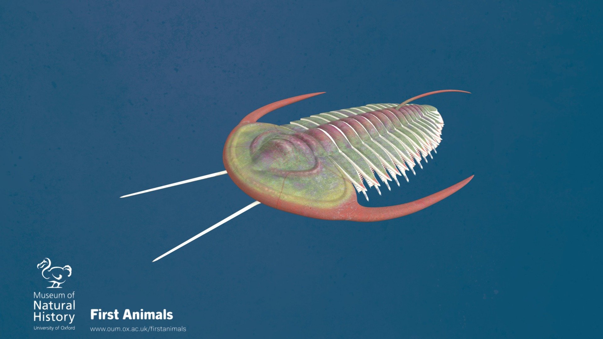 Eoredlichia intermedia - Download Free 3D model by Oxford University ...