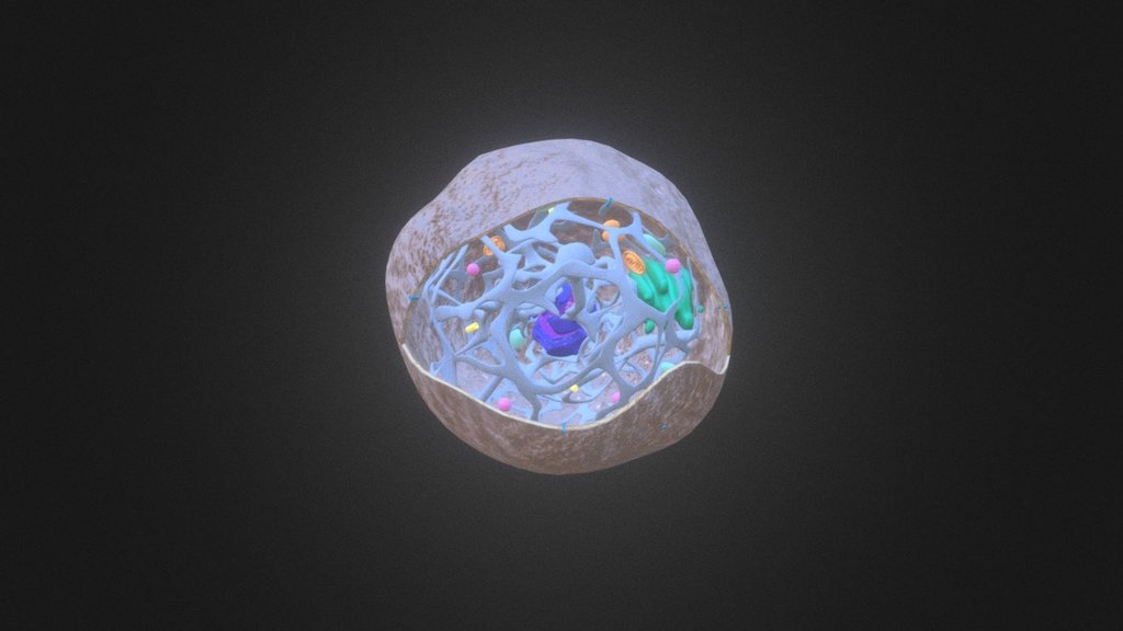 Simple Animal Cell Model - Download Free 3D model by maryk [839832a ...