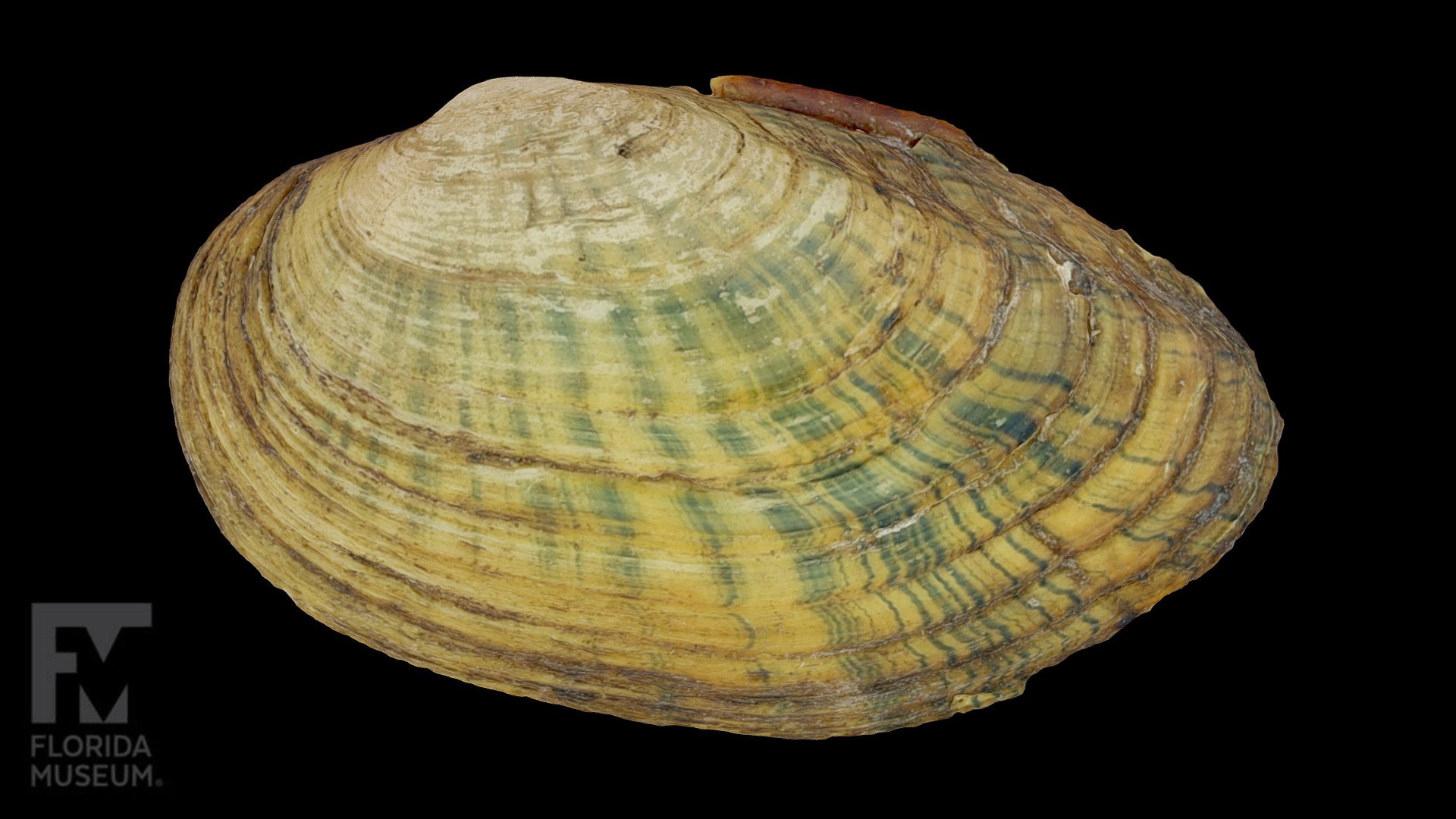 Ellipse - Freshwater Mussel - 3D model by FloridaMuseum [839d3d9 ...