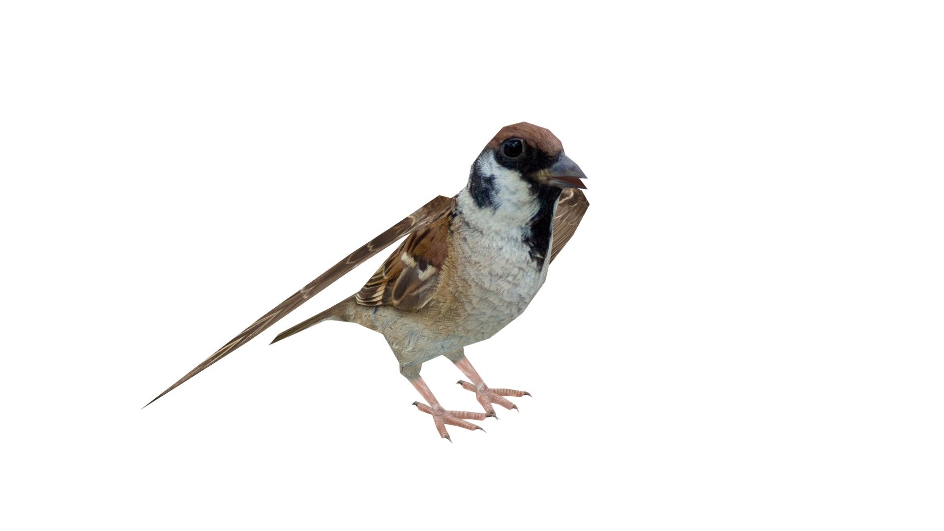 Sparrow - 3D model by 3DRT.com [839e238] - Sketchfab