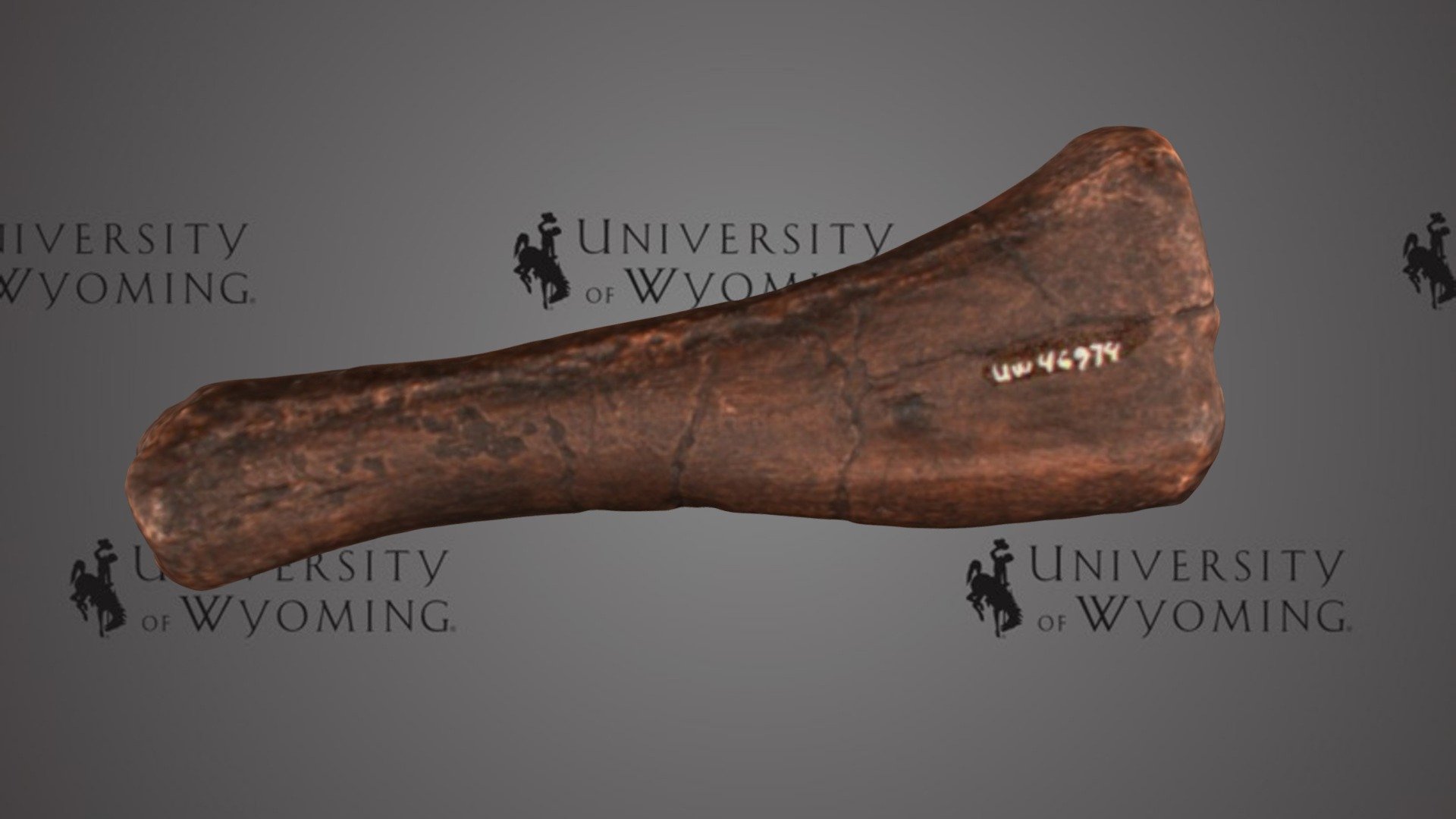 UW 46974 J - Apatosaurus parvus, Limb - Download Free 3D model by ...