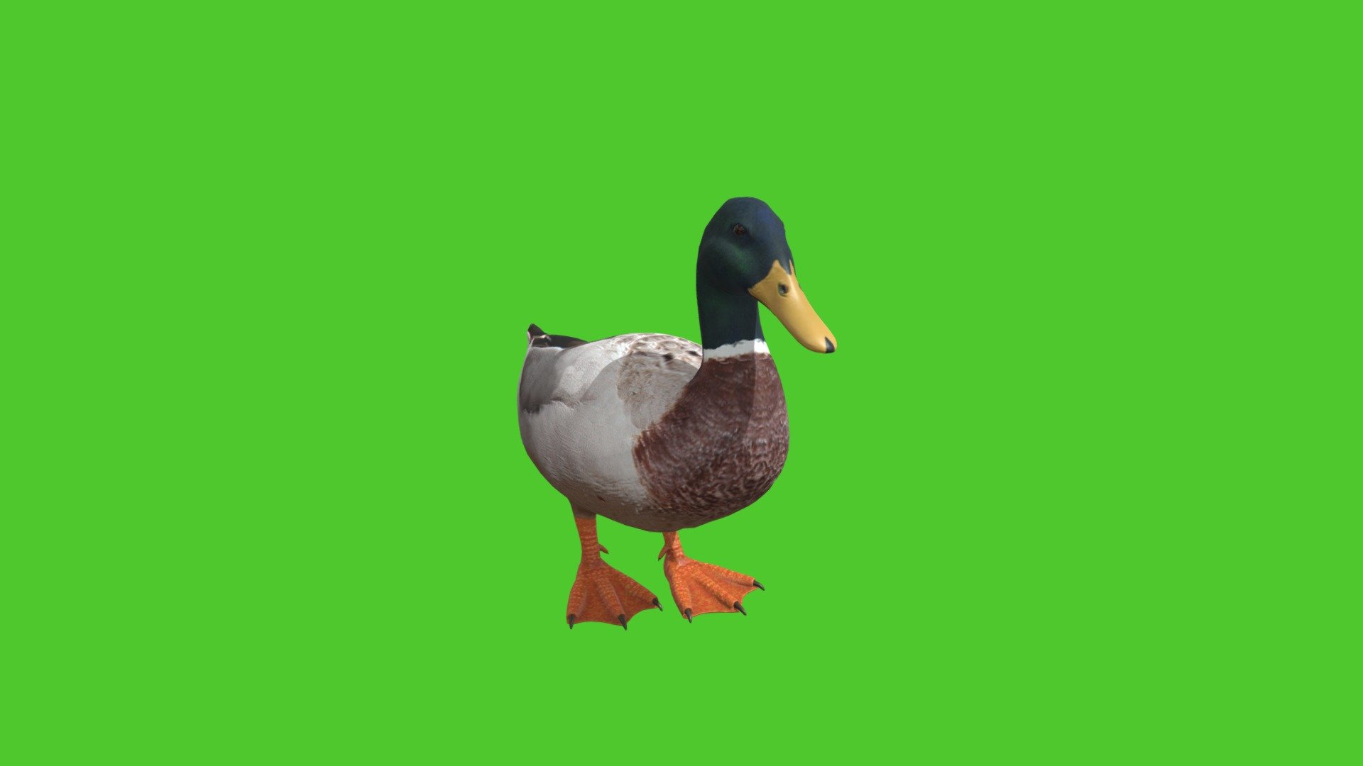 duck_animation - Download Free 3D model by ap-school [83aab69] - Sketchfab