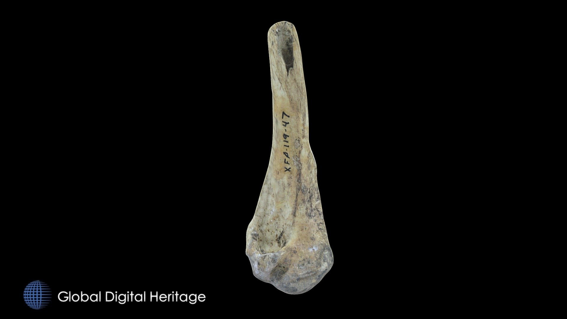 Cut Bird Bone, XFP-119, Sanak Island, Alaska. - Download Free 3D model ...