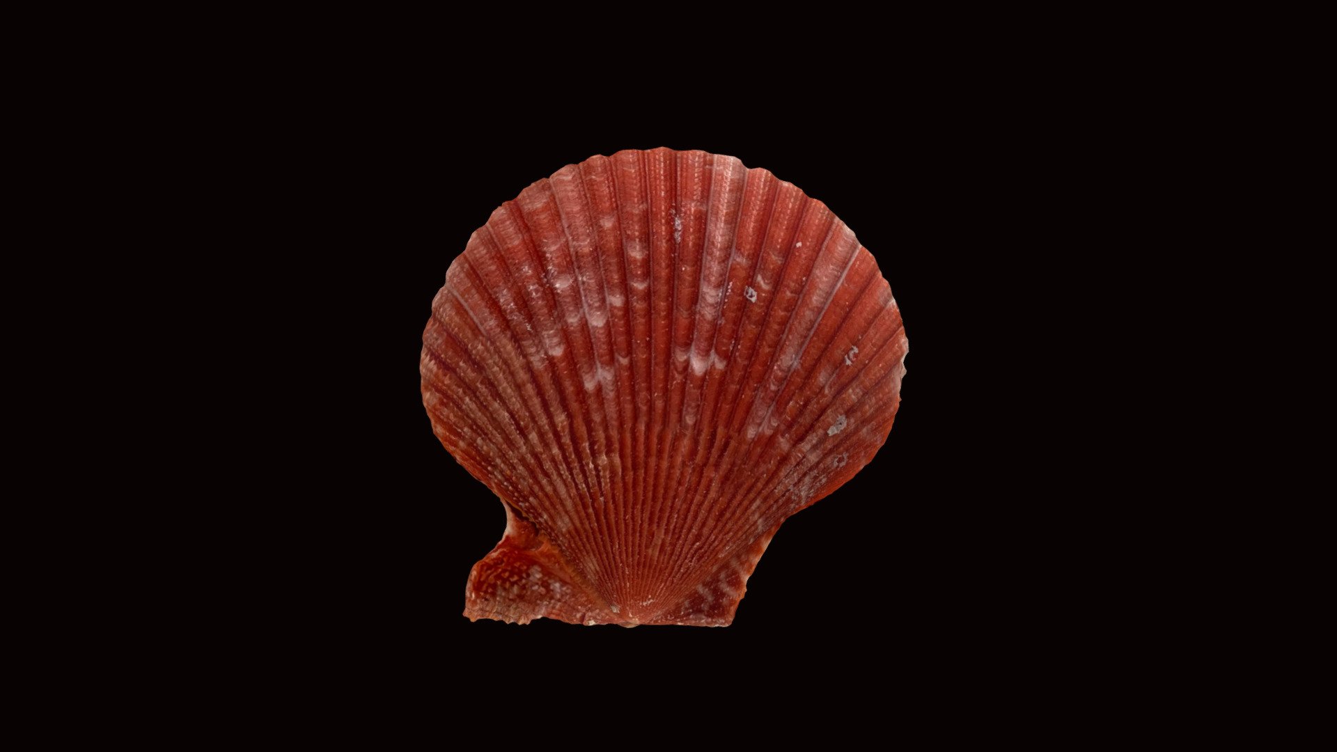 Mimachlamys sanguinea - 3D model by SOSA - Senckenberg Ocean Species ...