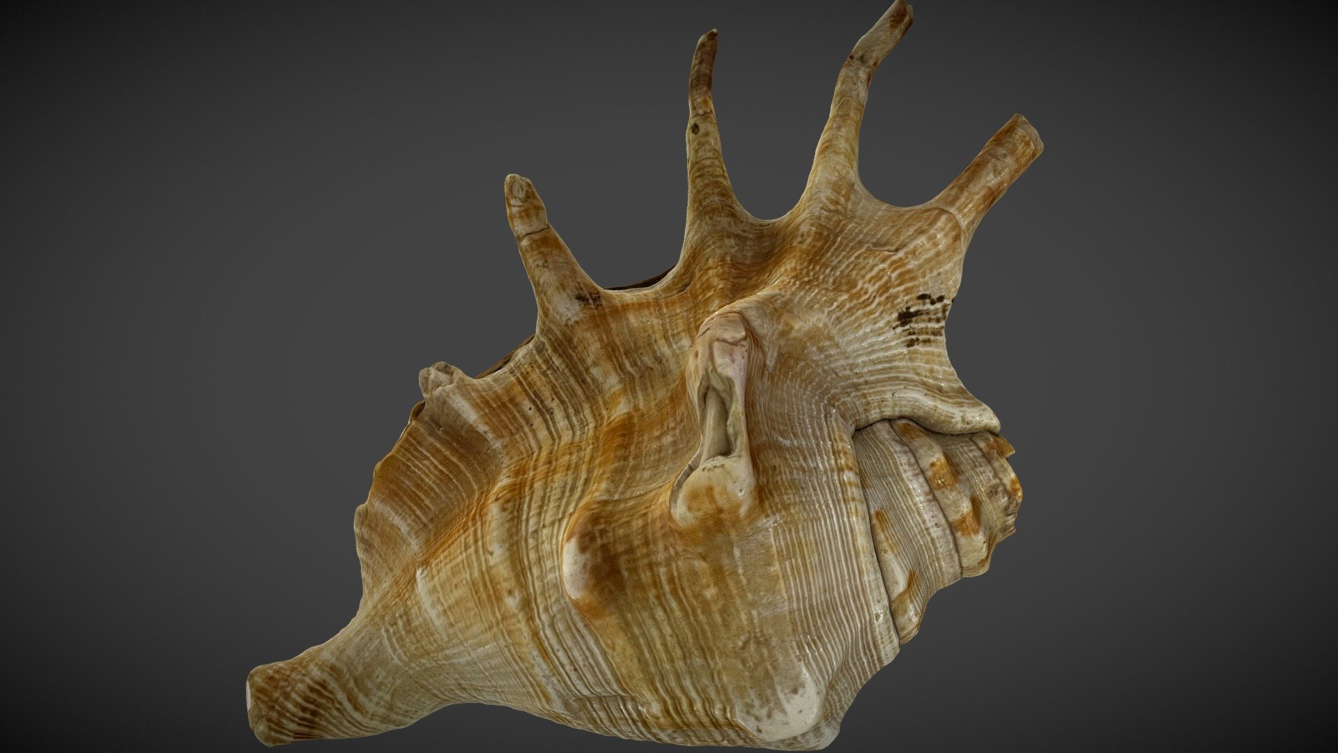 Shell Shankha _ 01 - 3D model by iTek-Media [83bb0ba] - Sketchfab