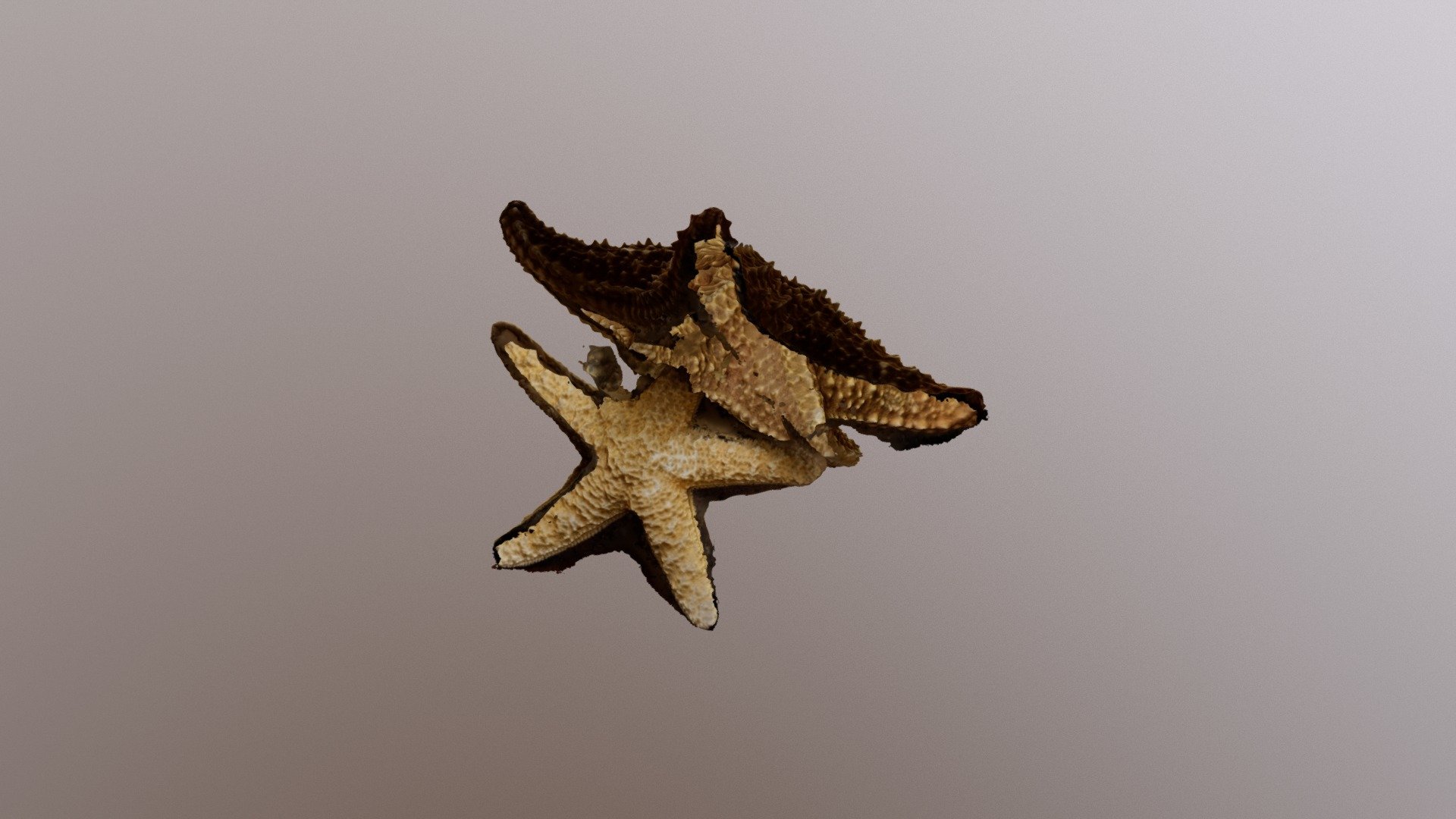 Sea Star - Download Free 3D model by Jason.Hong [83c1a5c] - Sketchfab