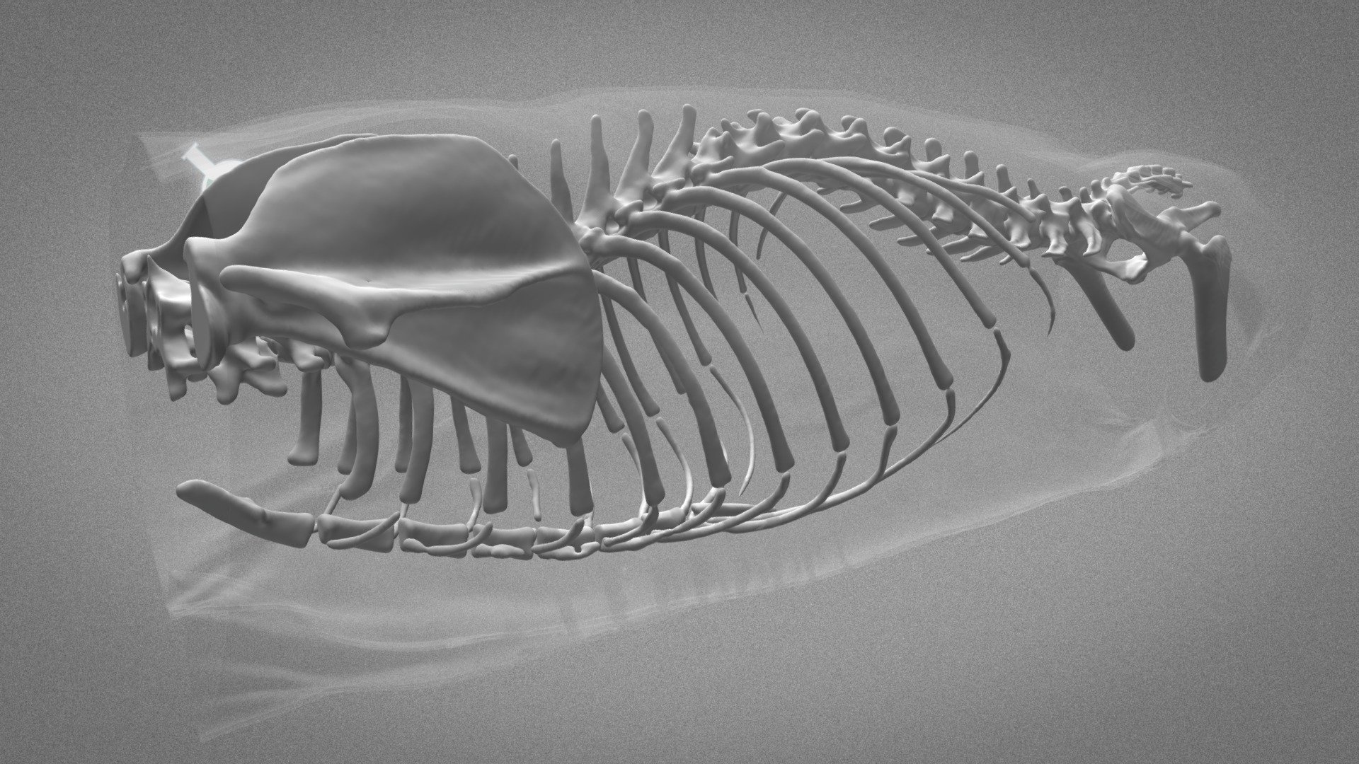 Feline Skeletal System - Thorax & Abdomen - 3D model by Pixelbeaker ...