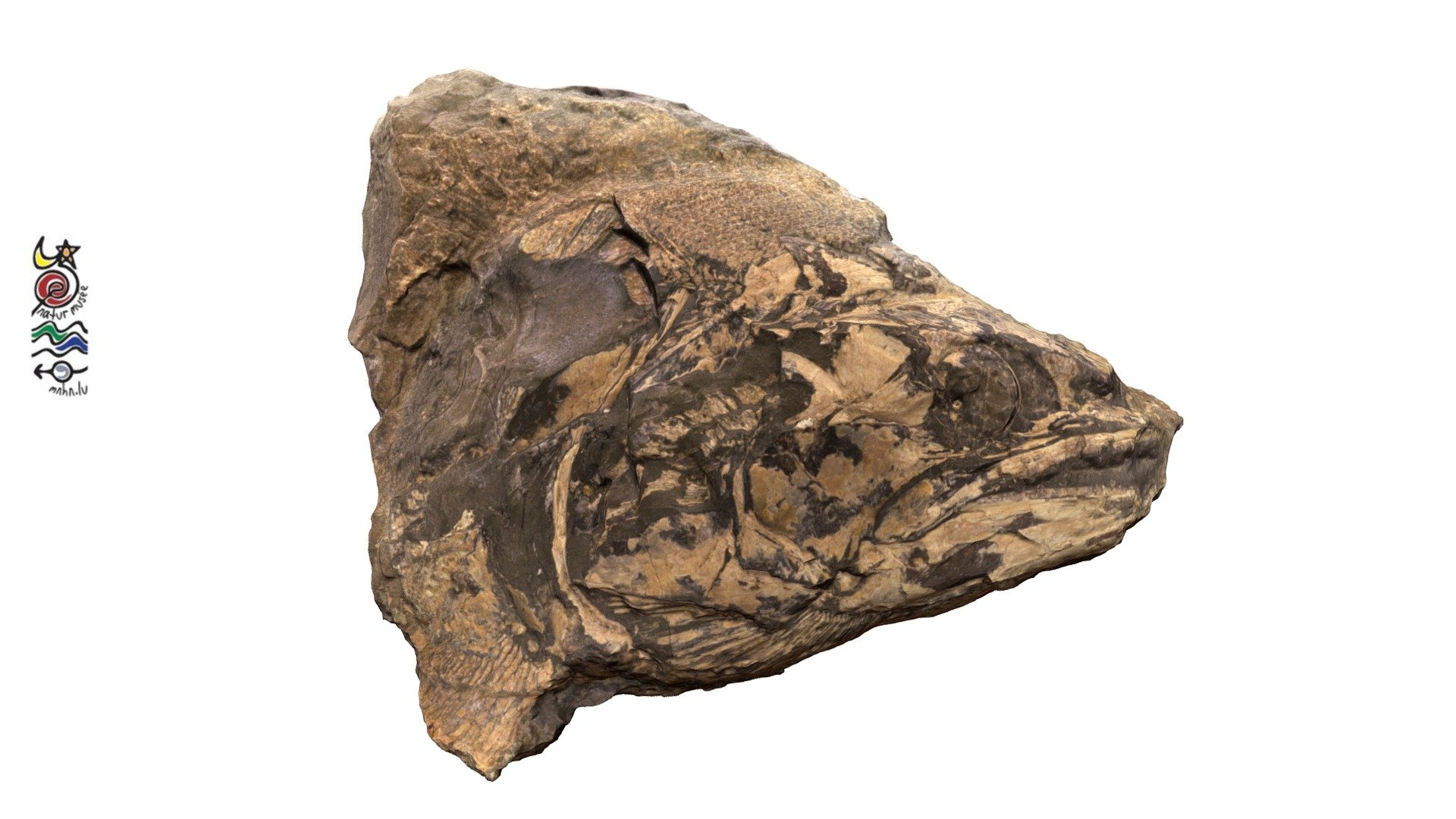 Pachycormus macropterus TV260 - Download Free 3D model by Musée ...
